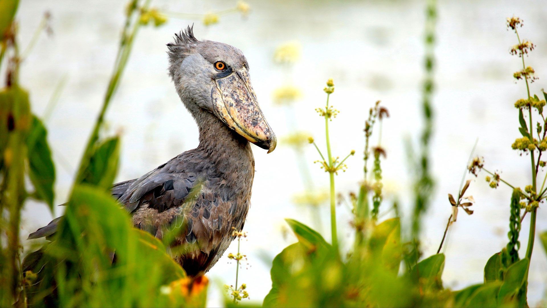 Shoebill Wallpapers - Top Free Shoebill Backgrounds - WallpaperAccess