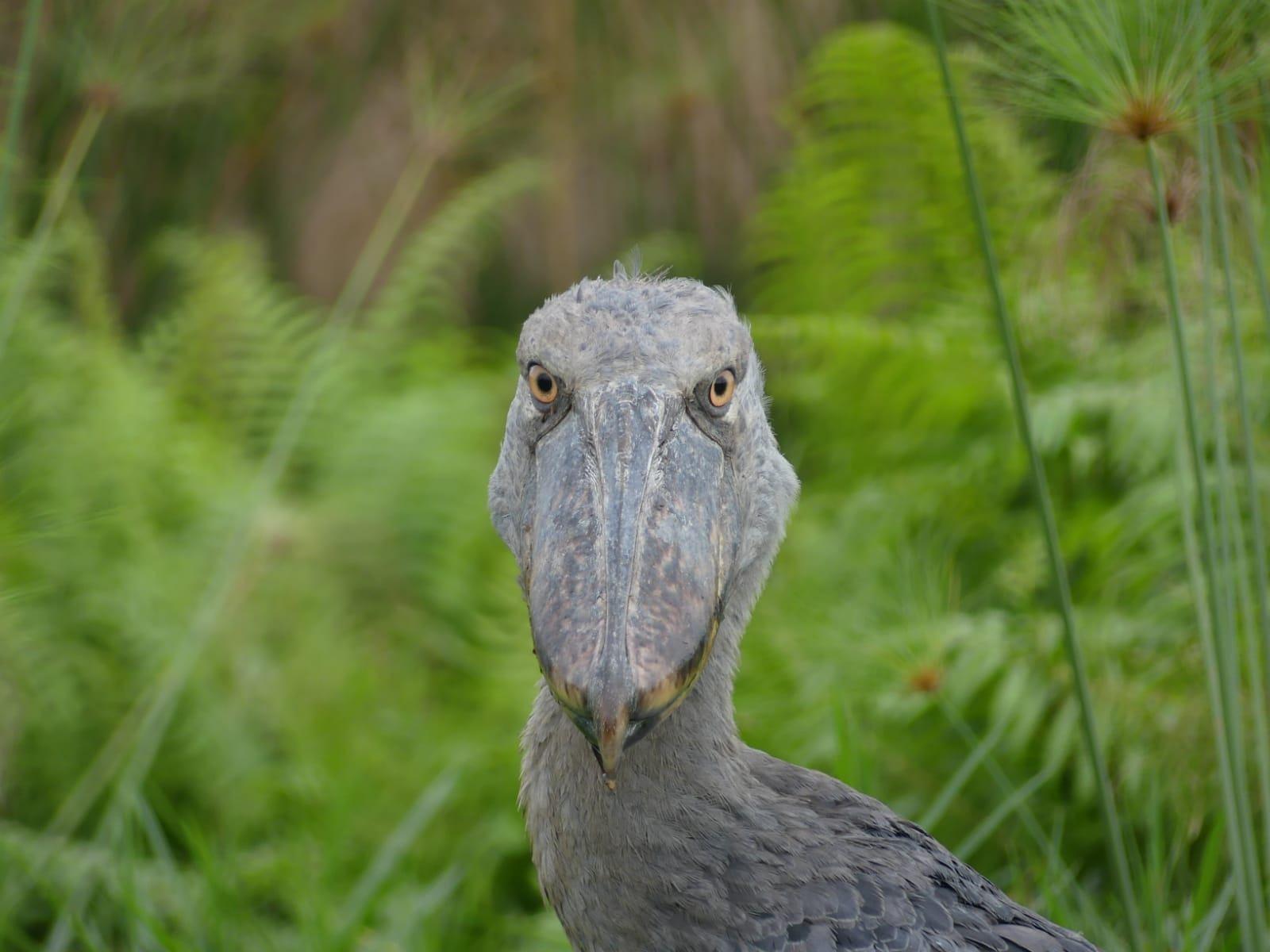 Shoebill Wallpapers - Top Free Shoebill Backgrounds - WallpaperAccess
