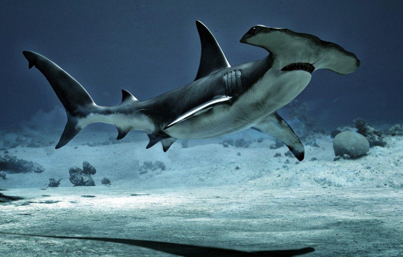 Hammerhead Shark Wallpapers - Top Free Hammerhead Shark Backgrounds - WallpaperAccess