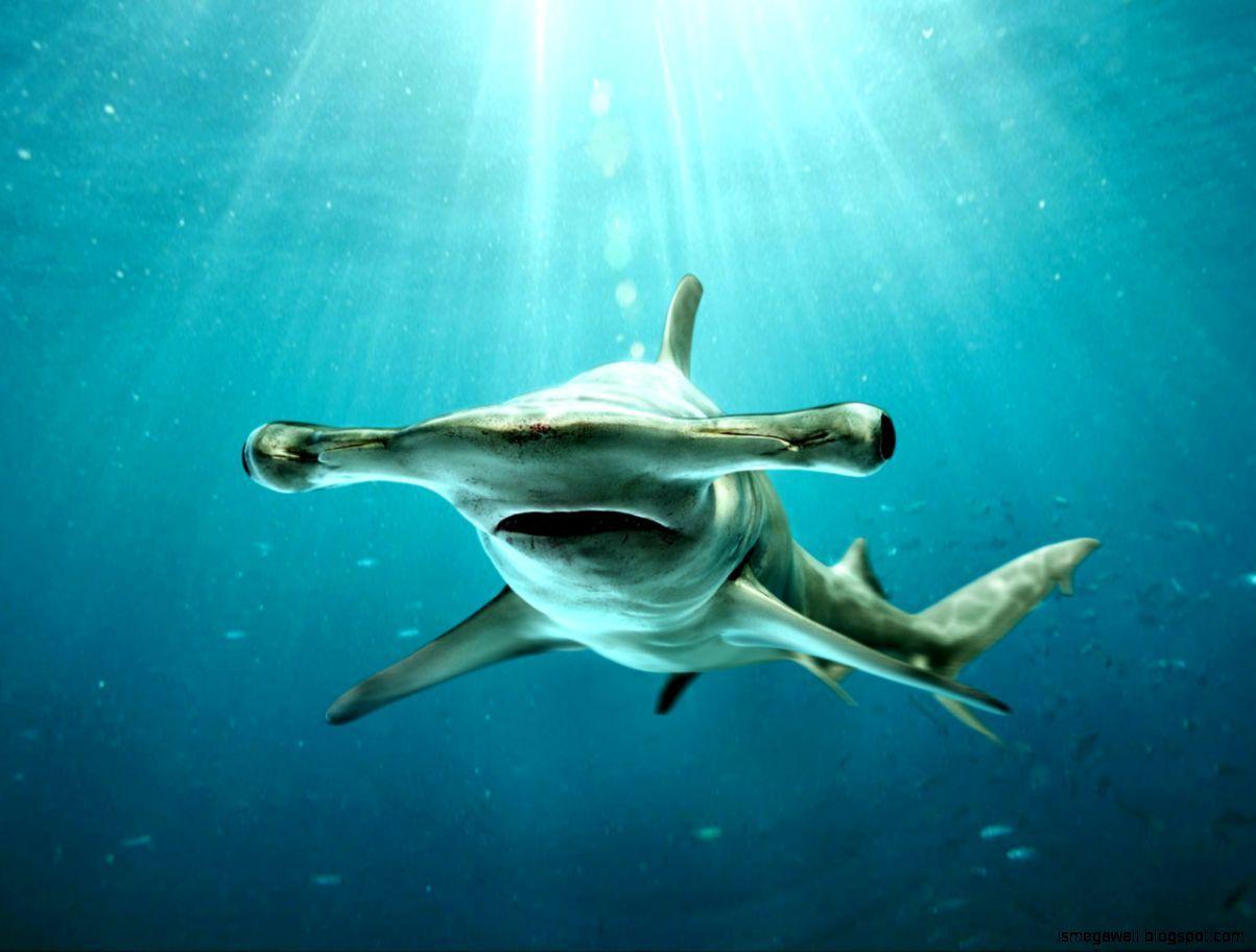 Hammerhead Wallpapers - Top Free Hammerhead Backgrounds - WallpaperAccess