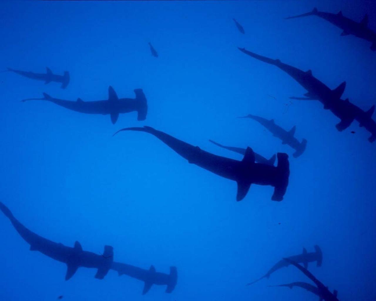 Hammerhead Wallpapers - Top Free Hammerhead Backgrounds - WallpaperAccess