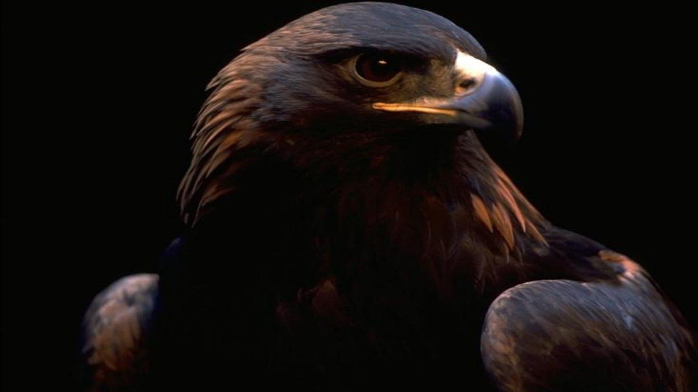 Black Eagle Wallpapers - Top Free Black Eagle Backgrounds - WallpaperAccess