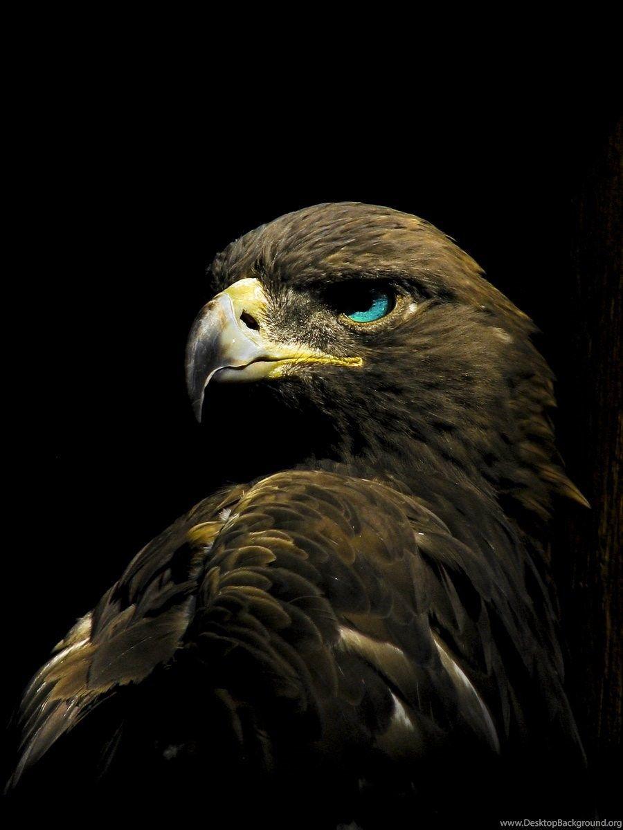 Black Eagle Wallpapers - Top Free Black Eagle Backgrounds - WallpaperAccess