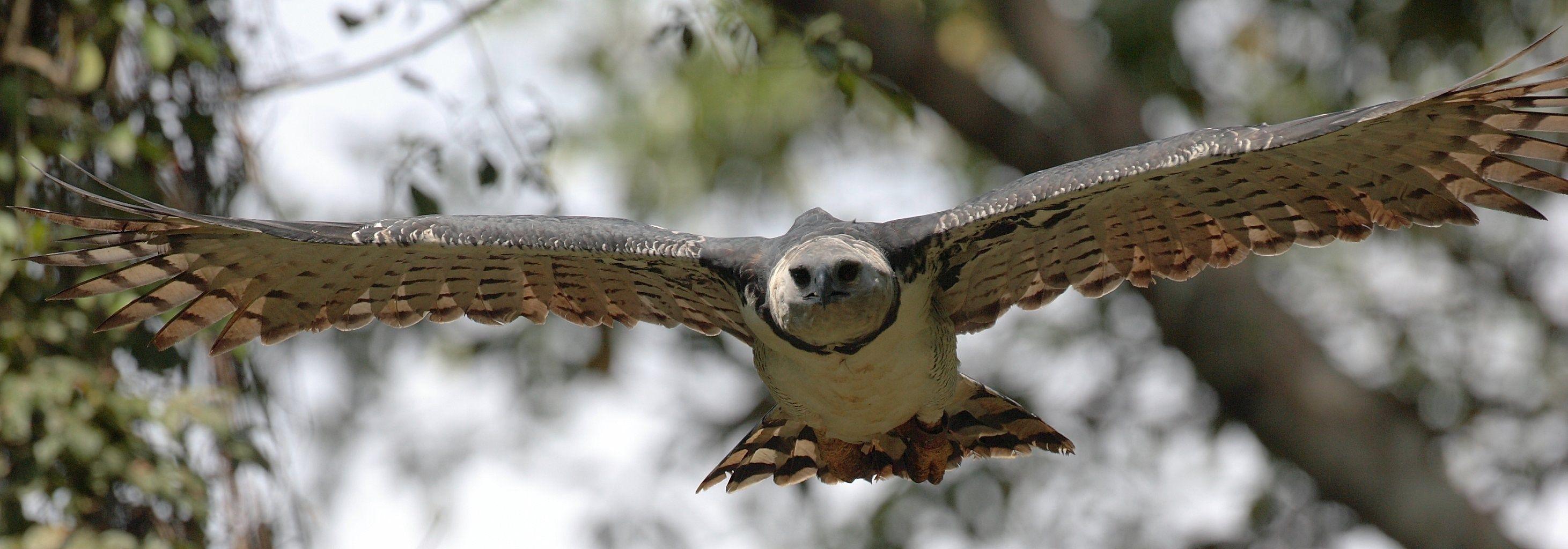 Harpy Eagle Wallpapers Top Free Harpy Eagle Backgrounds Wallpaperaccess