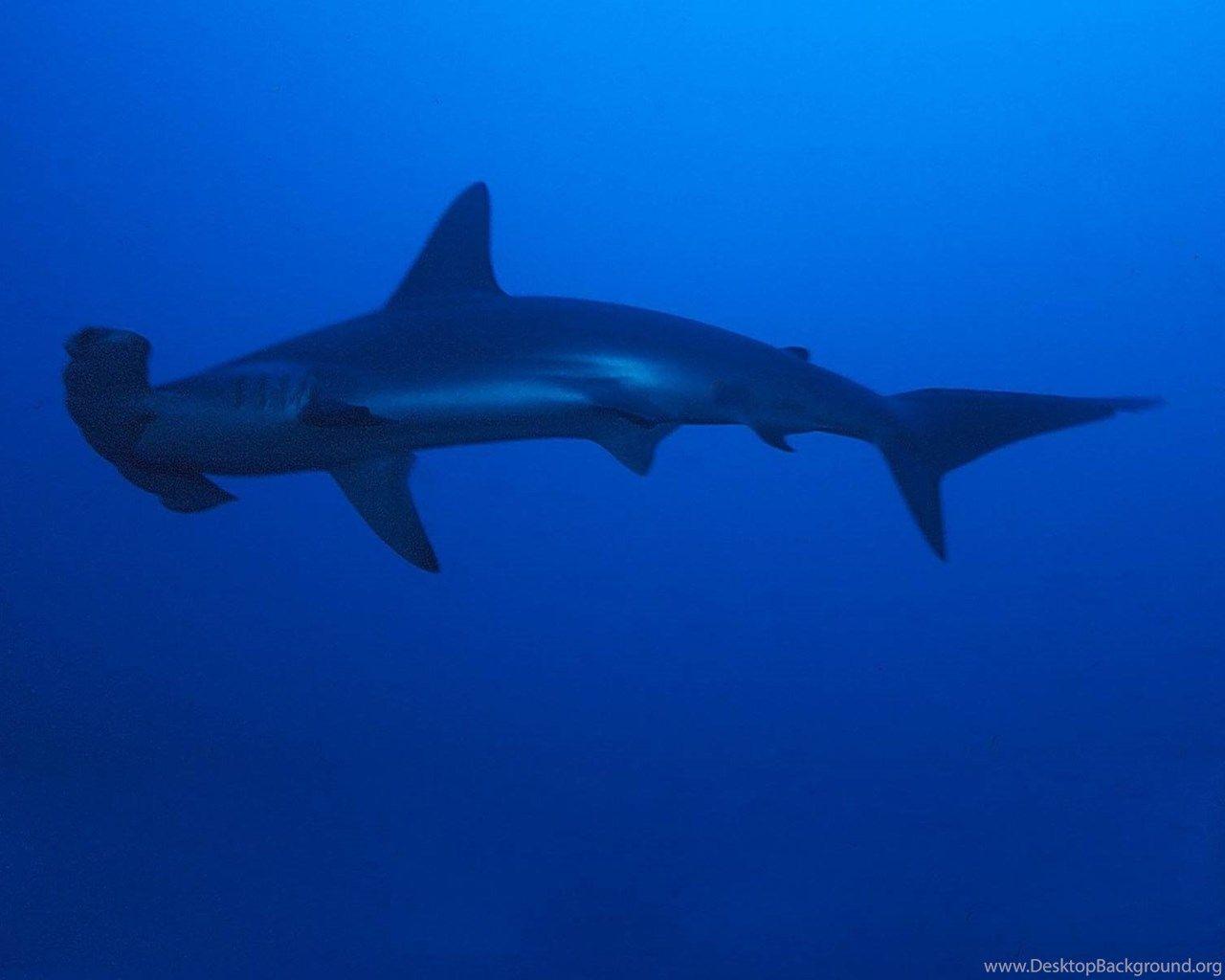 Hammerhead Wallpapers - Top Free Hammerhead Backgrounds - WallpaperAccess