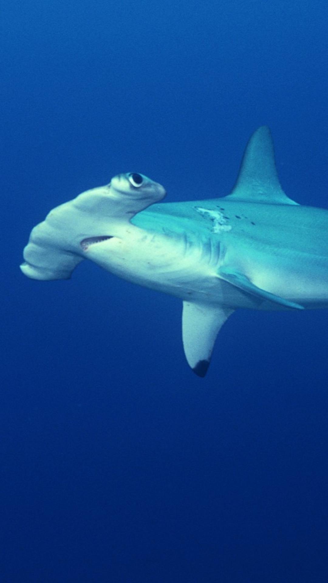 Hammerhead Wallpapers - Top Free Hammerhead Backgrounds - WallpaperAccess