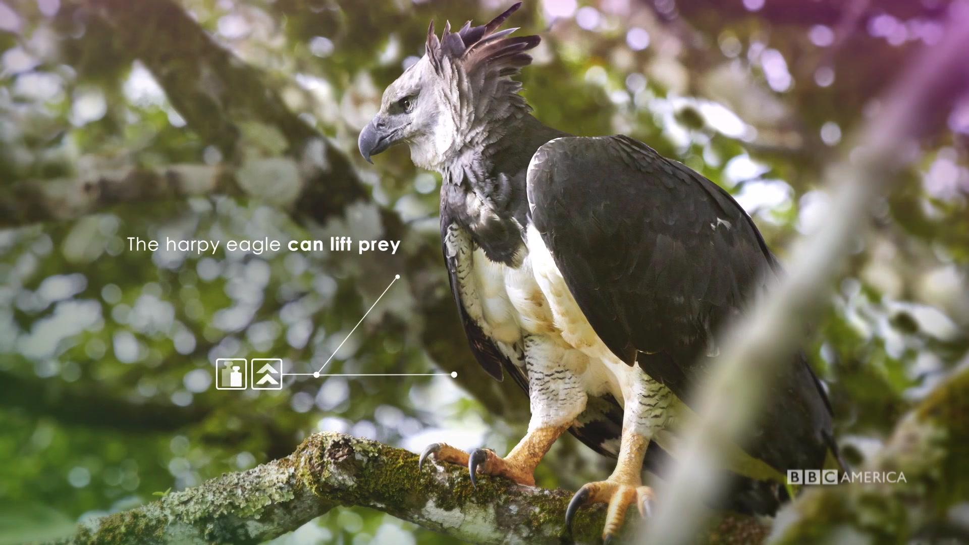 Harpy Eagle Wallpapers - Top Free Harpy Eagle Backgrounds - WallpaperAccess