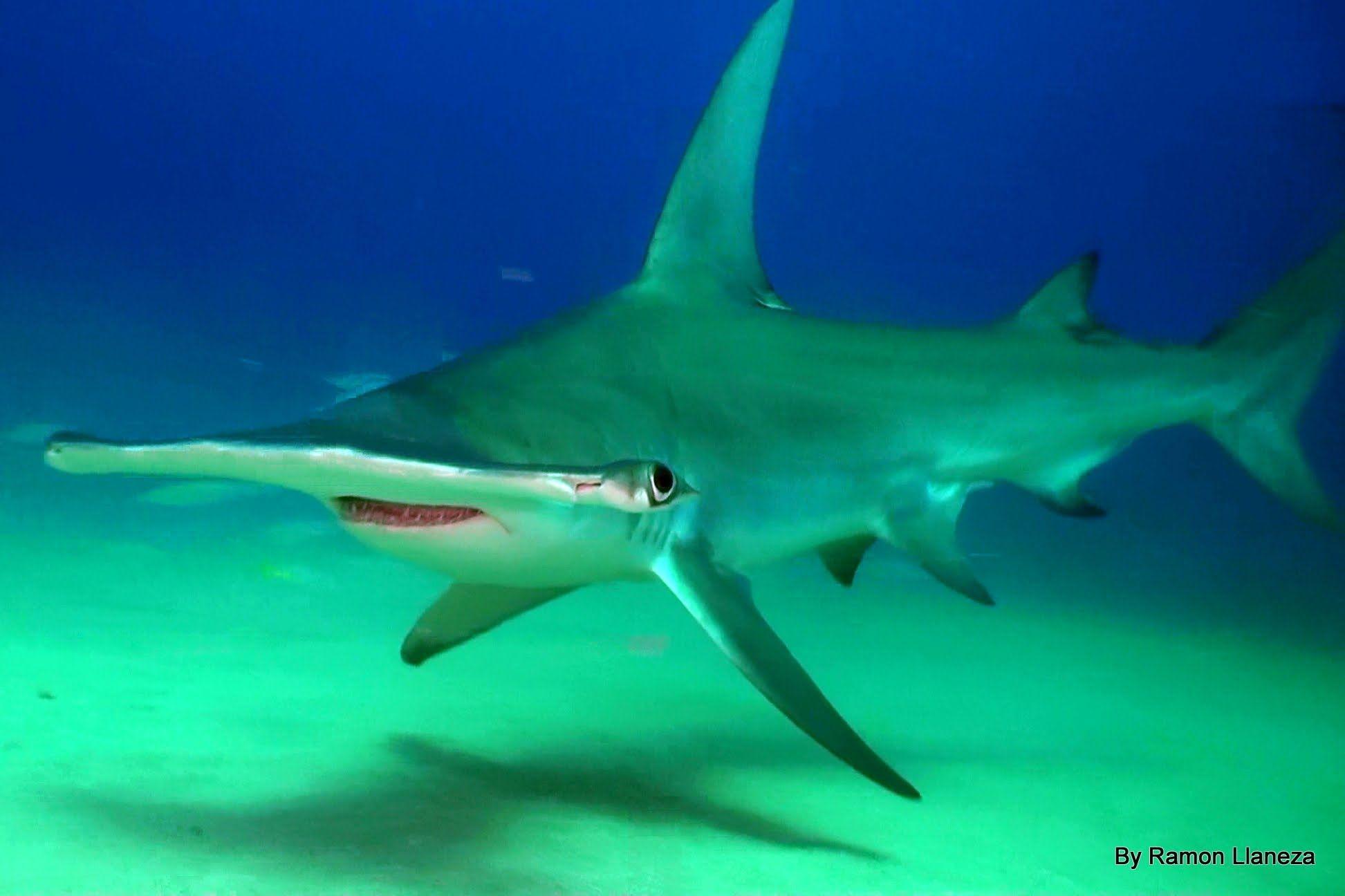 Hammerhead Wallpapers - Top Free Hammerhead Backgrounds - WallpaperAccess