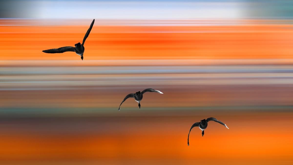 Migration Wallpapers - Top Free Migration Backgrounds - WallpaperAccess