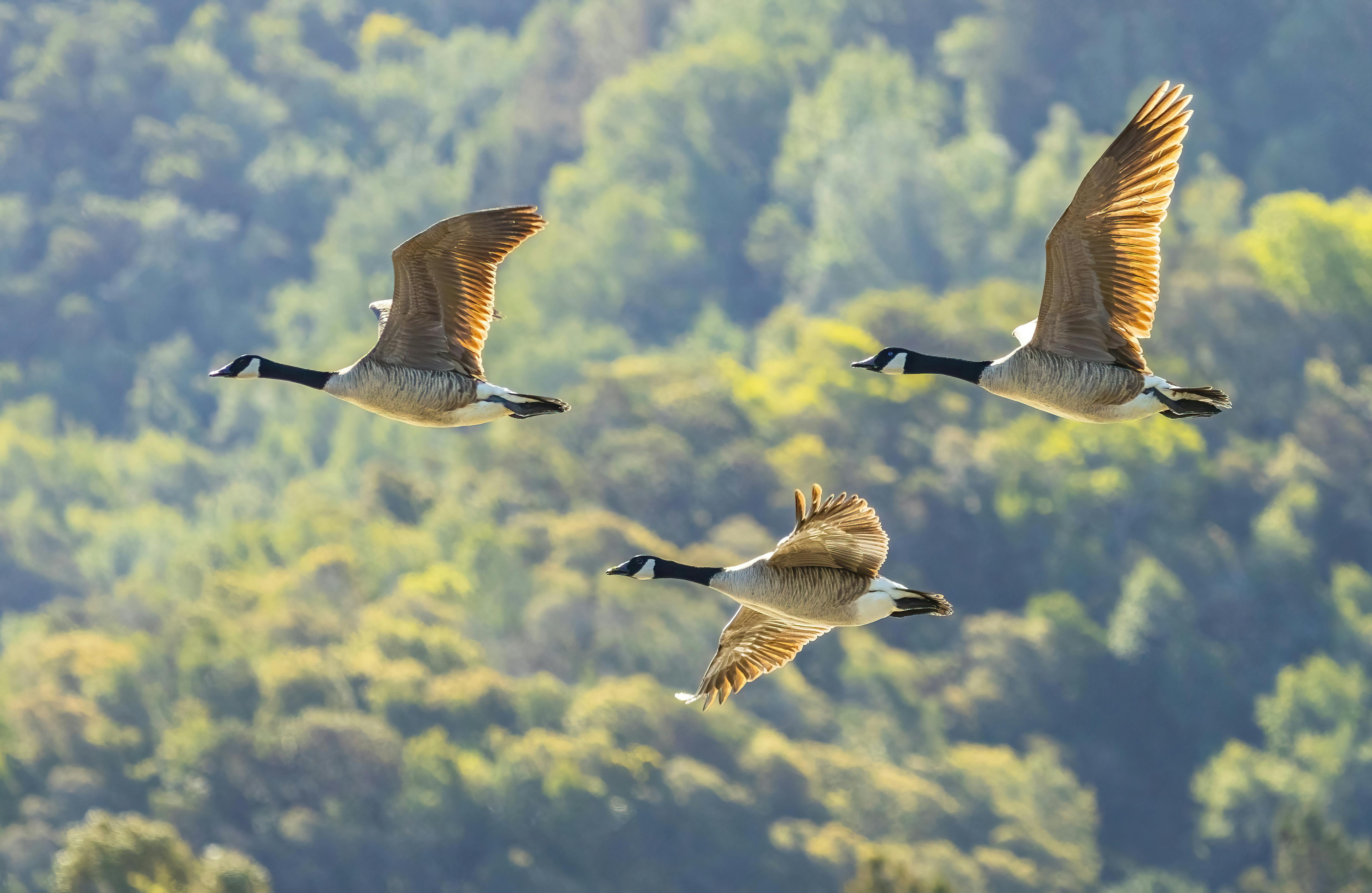 Migration Wallpapers - Top Free Migration Backgrounds - WallpaperAccess