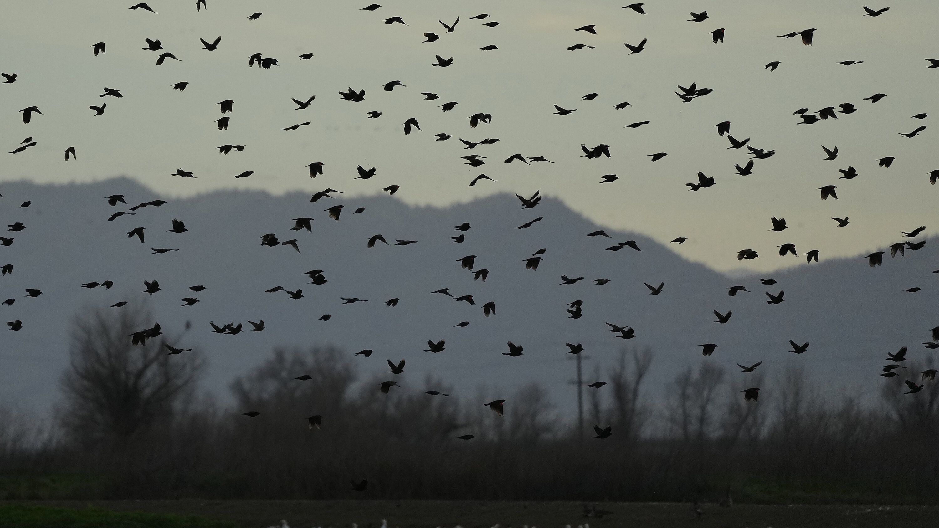 Migration Wallpapers - Top Free Migration Backgrounds - WallpaperAccess