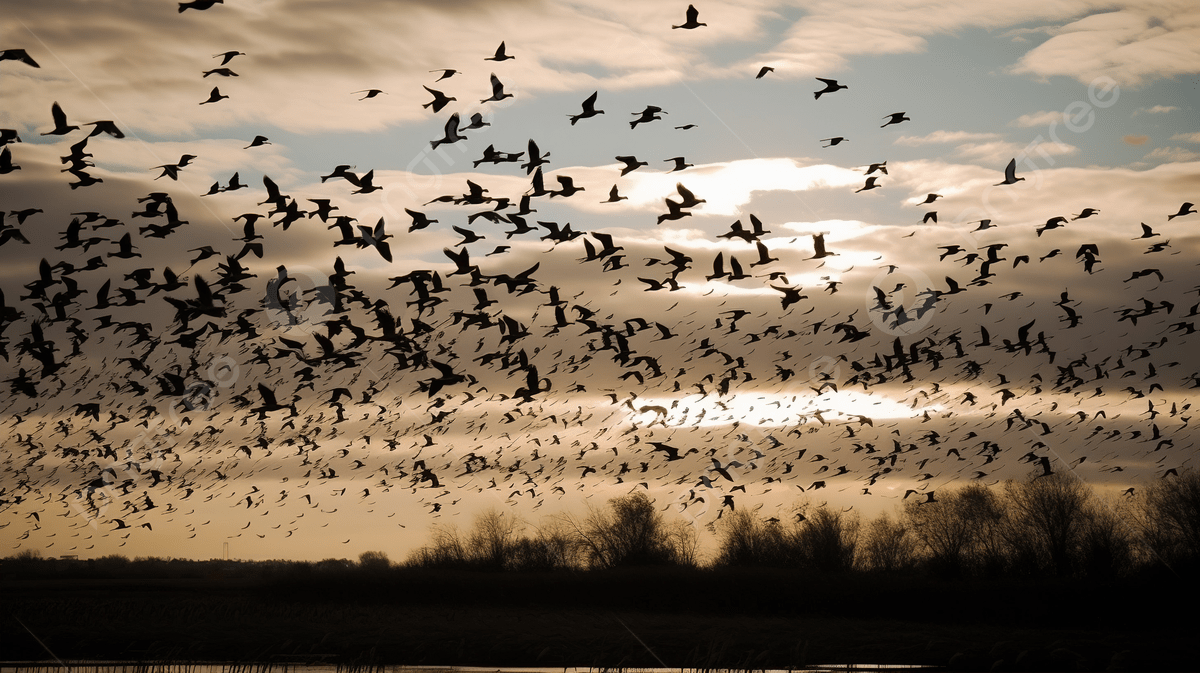 Migration Wallpapers - Top Free Migration Backgrounds - WallpaperAccess