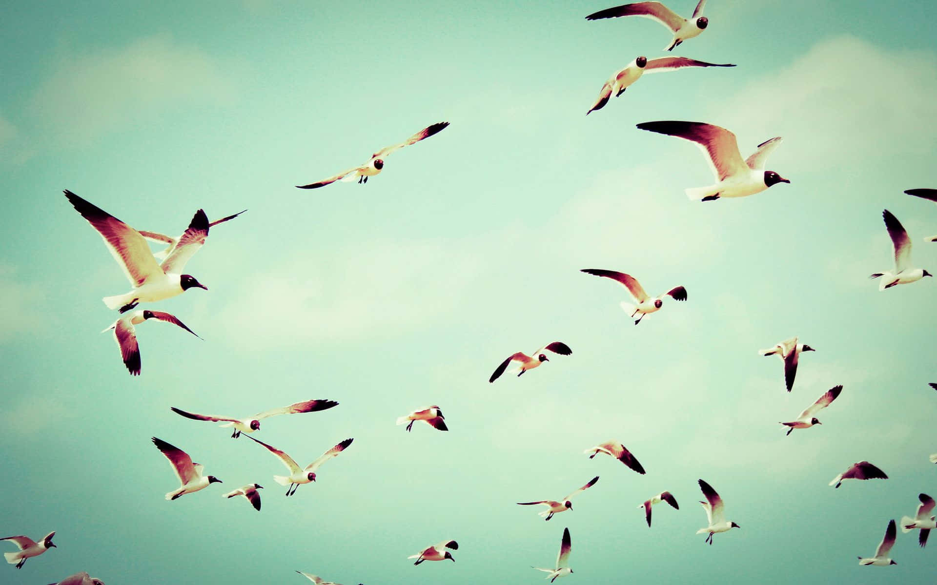 Migration Wallpapers - Top Free Migration Backgrounds - WallpaperAccess
