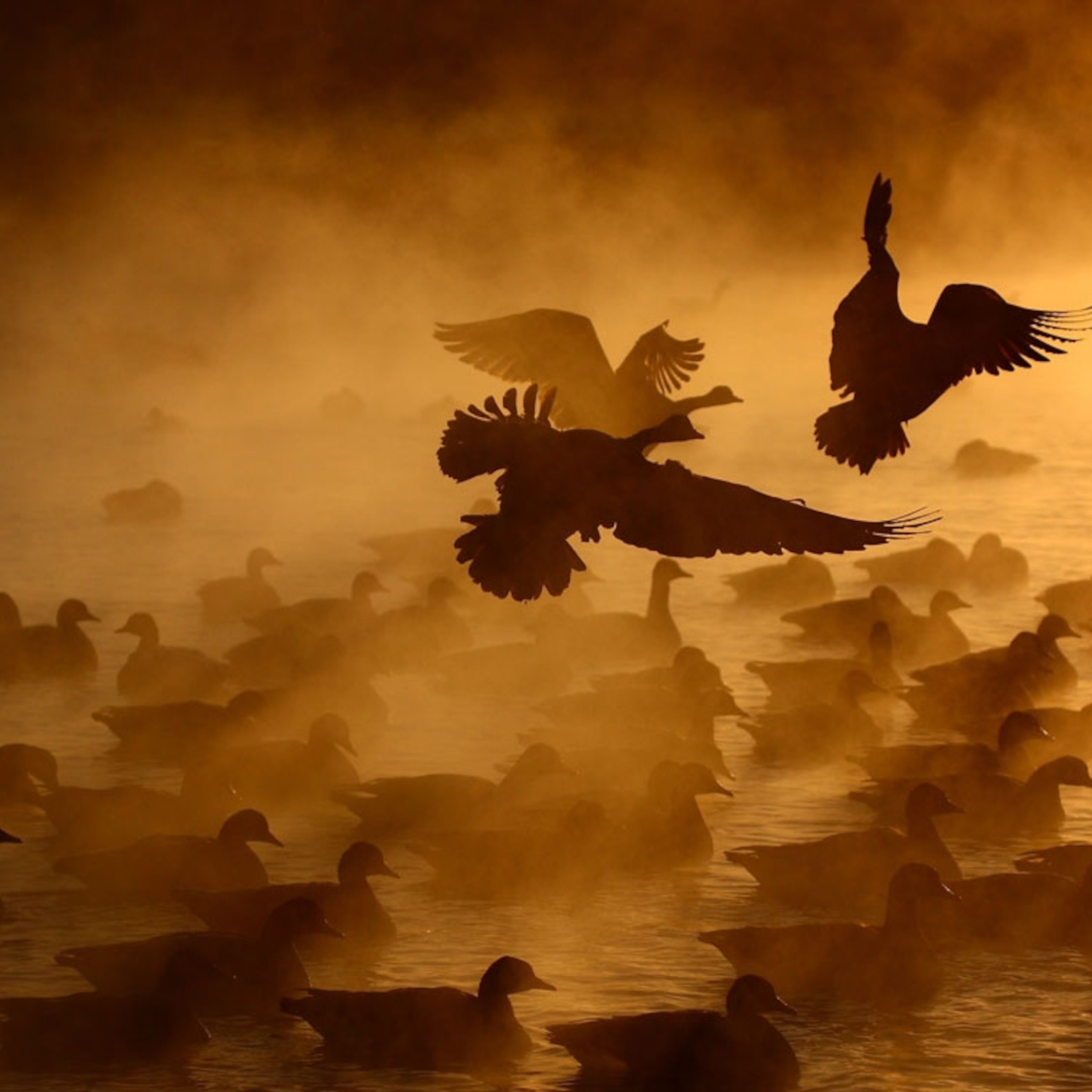 Migration Wallpapers - Top Free Migration Backgrounds - WallpaperAccess