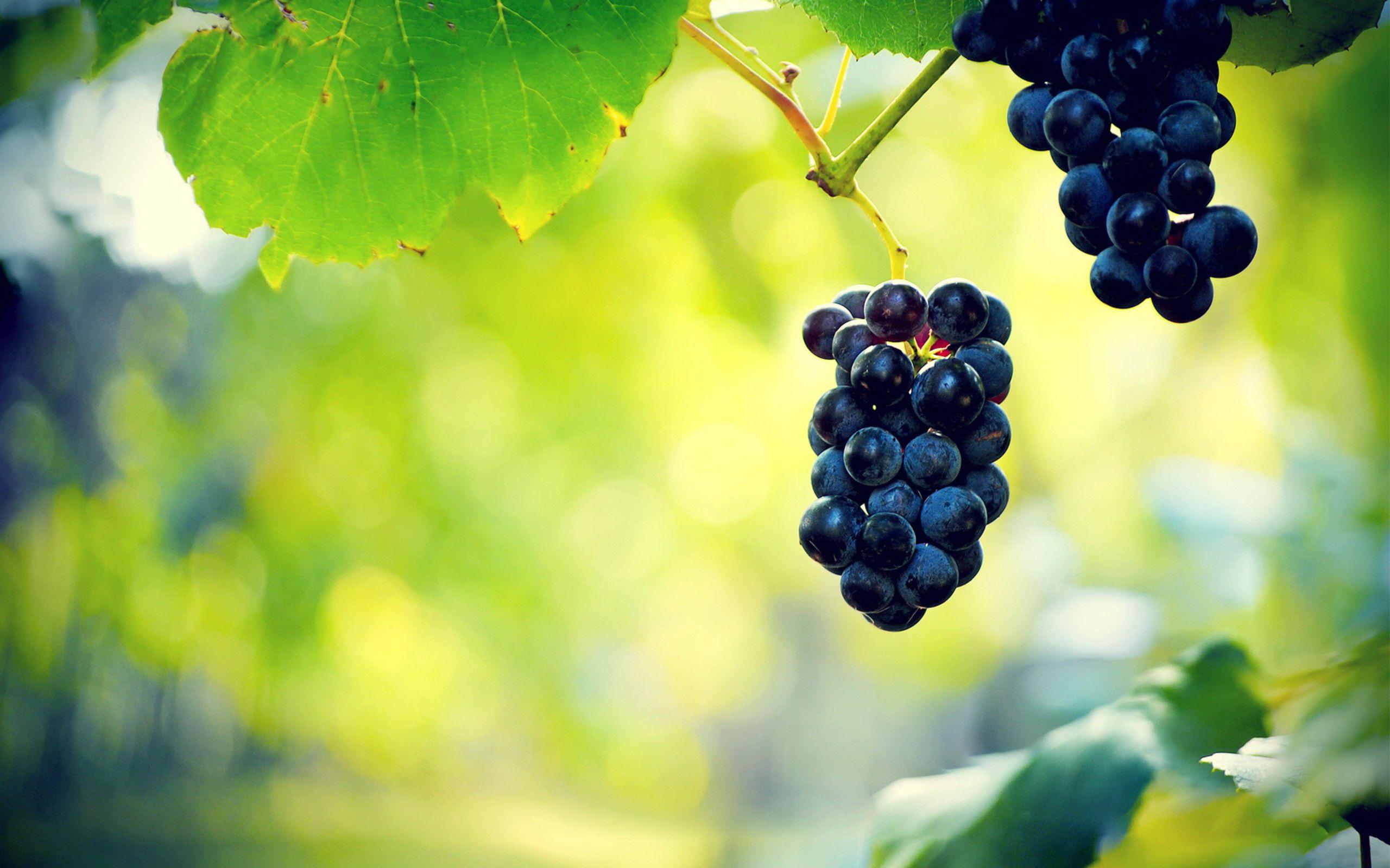 Grape Wallpapers - Top Free Grape Backgrounds - WallpaperAccess