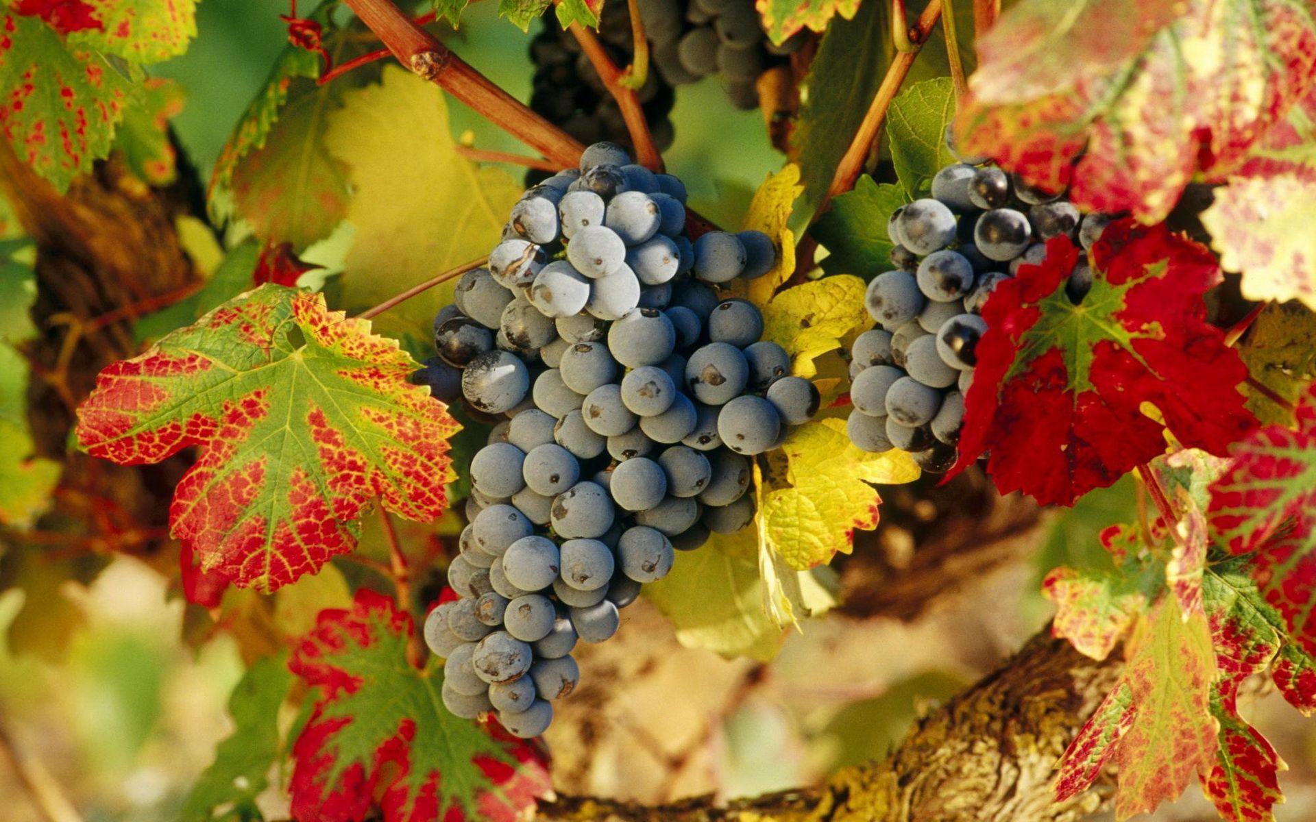 Grape Wallpapers - Top Free Grape Backgrounds - WallpaperAccess