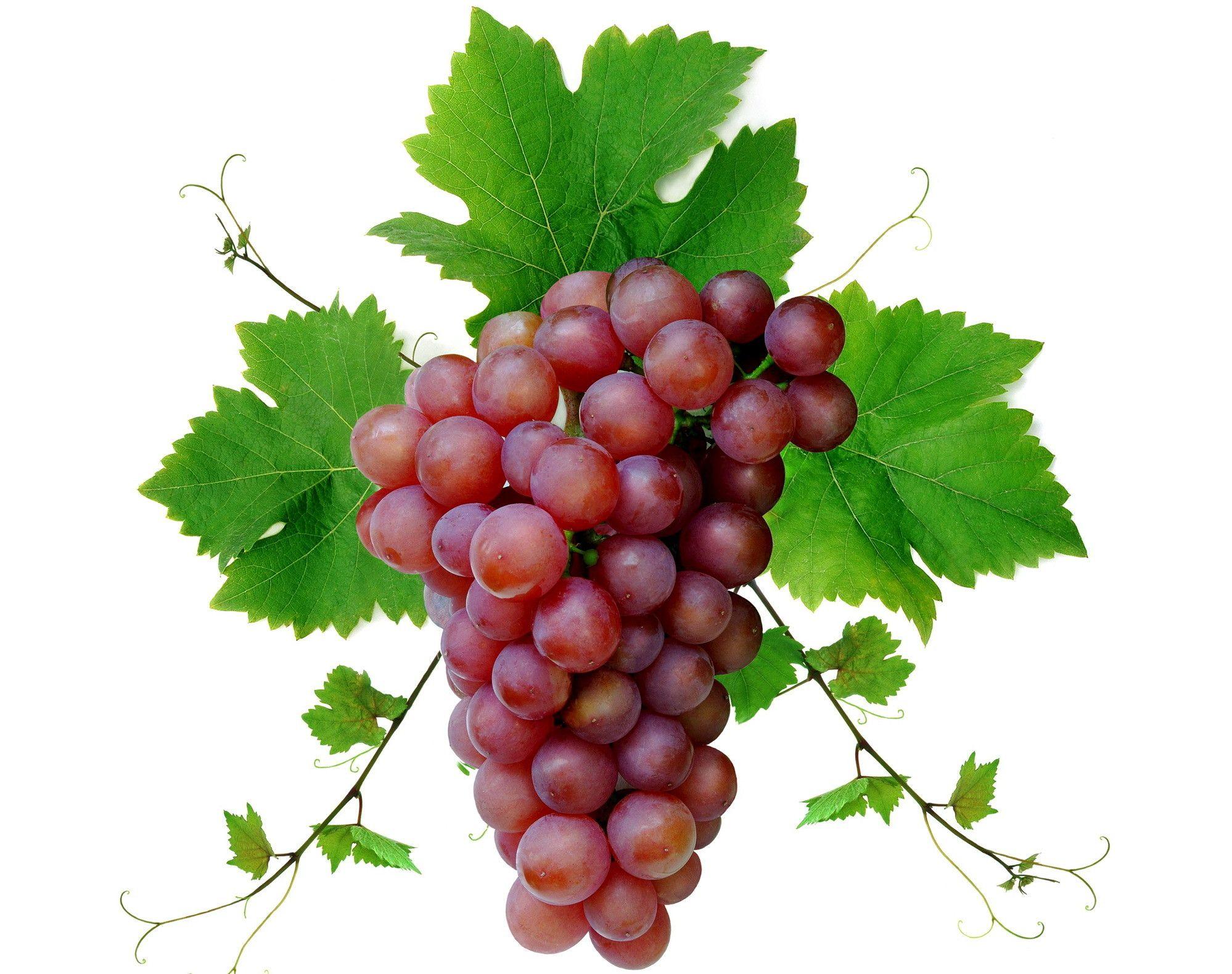 Grape Wallpapers - Top Free Grape Backgrounds - WallpaperAccess