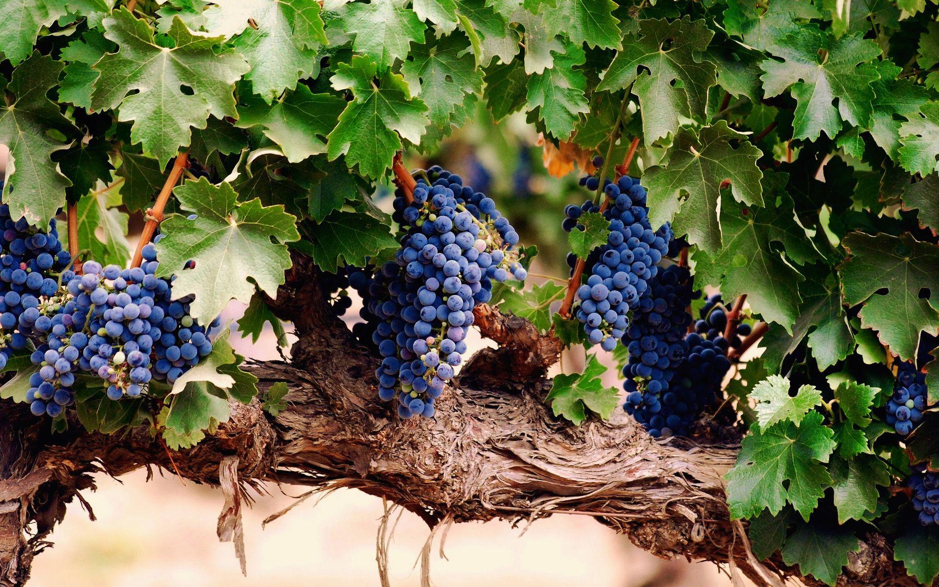 Grape Wallpapers - Top Free Grape Backgrounds - WallpaperAccess