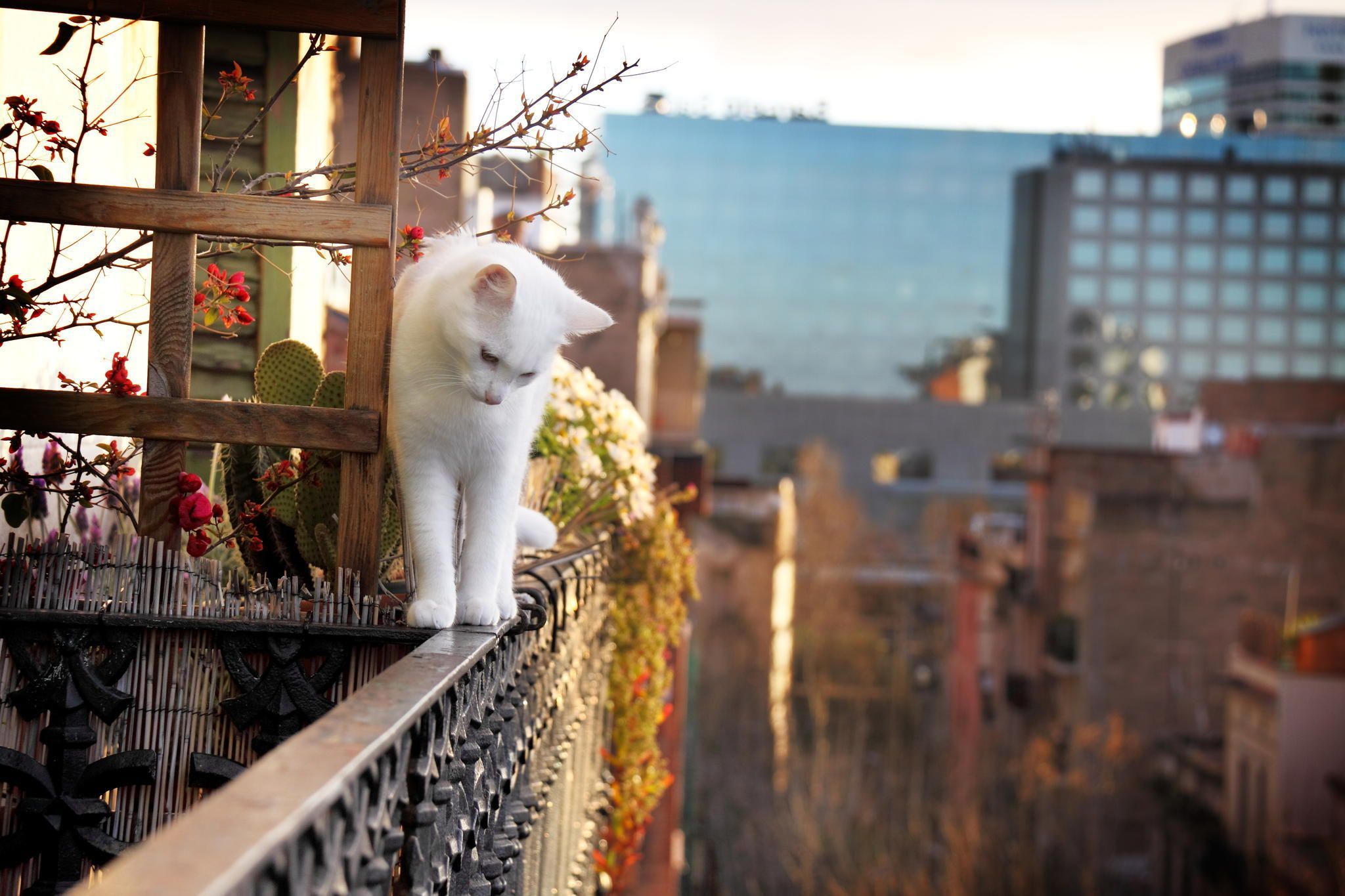 Cat City Wallpapers - Top Free Cat City Backgrounds - WallpaperAccess