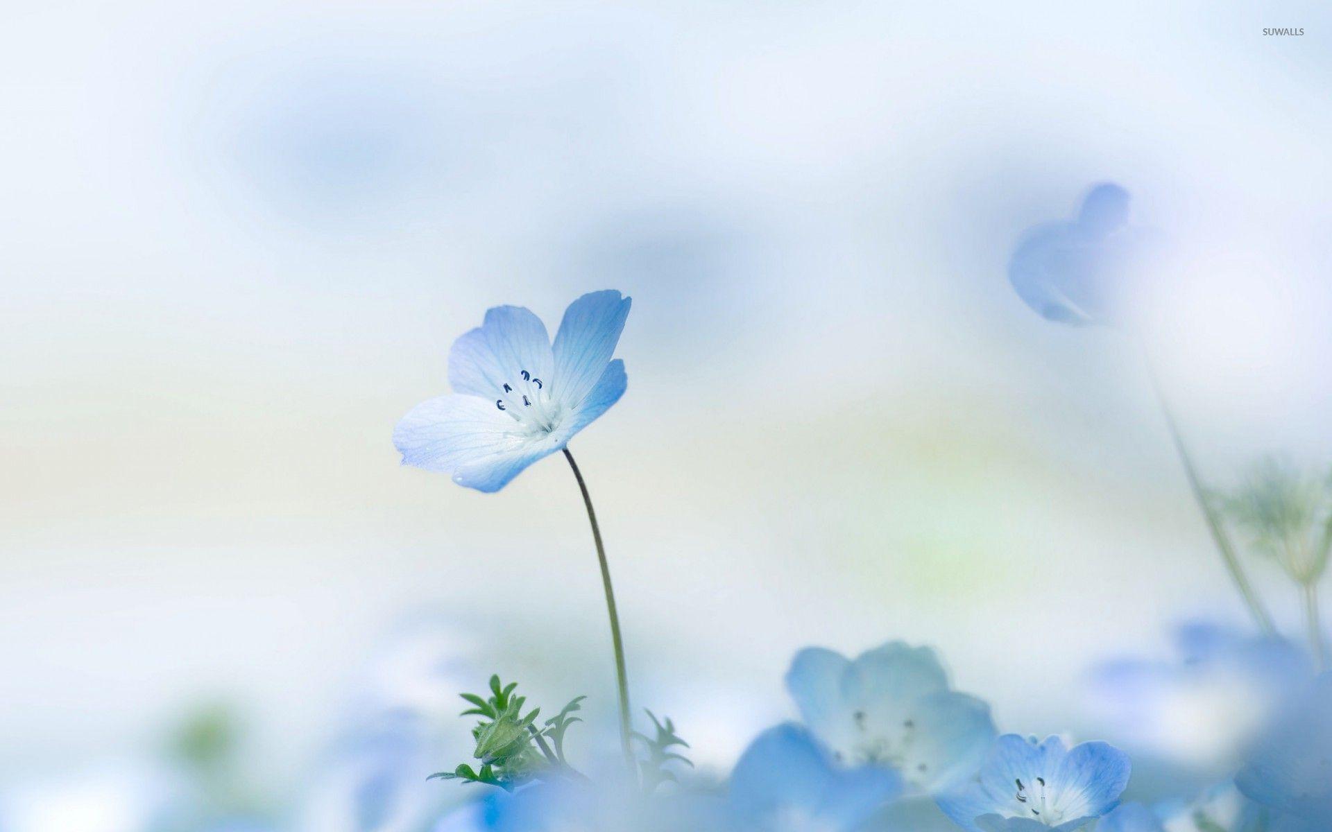 Blue Floral Wallpapers - Top Free Blue Floral Backgrounds - WallpaperAccess