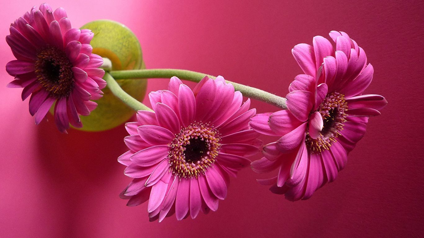 Pink 1366x768 Wallpapers - Top Free Pink 1366x768 Backgrounds ...