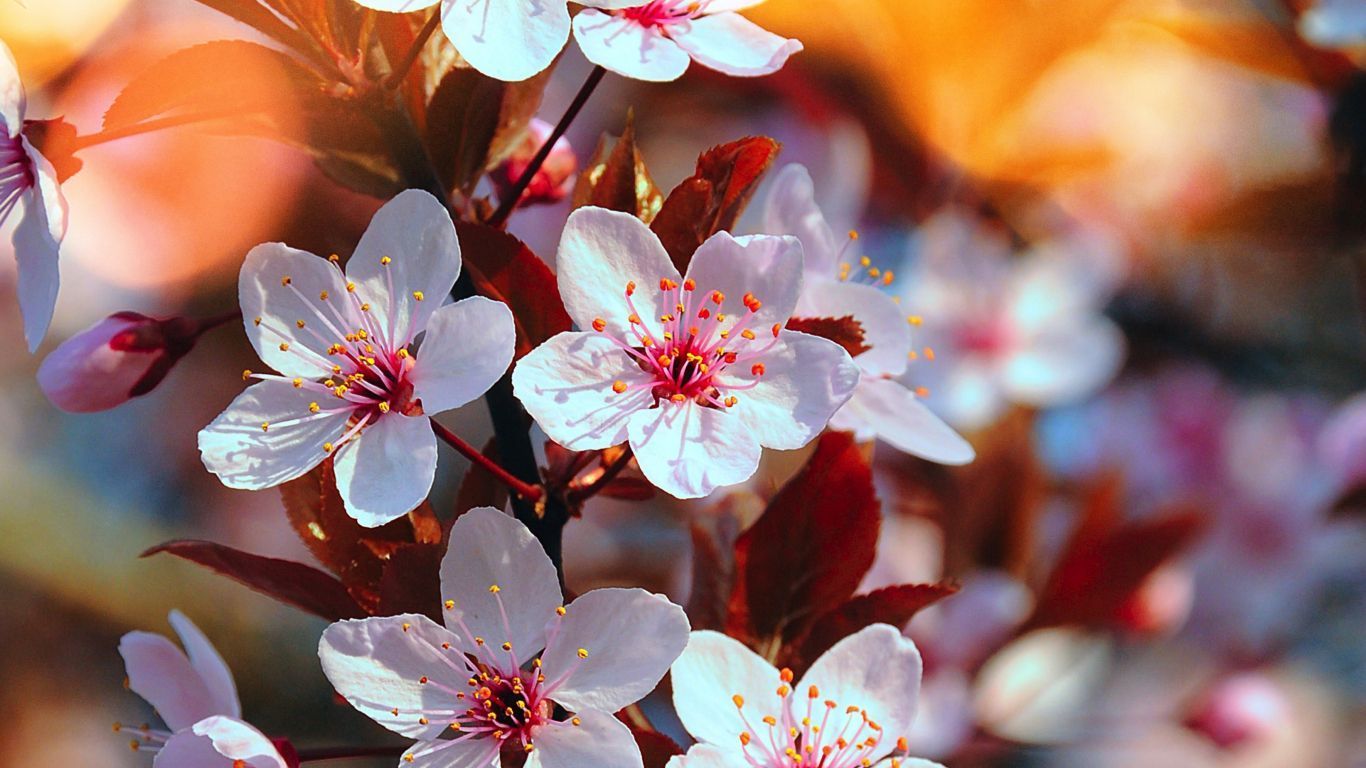 Pink 1366x768 Wallpapers - Top Free Pink 1366x768 Backgrounds ...