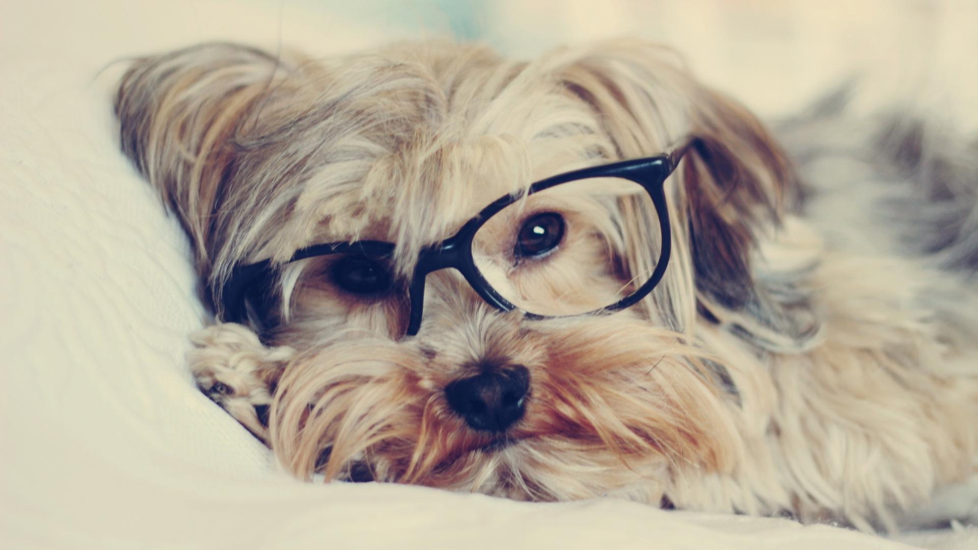 Hipster Animal Wallpapers - Top Free Hipster Animal Backgrounds ...