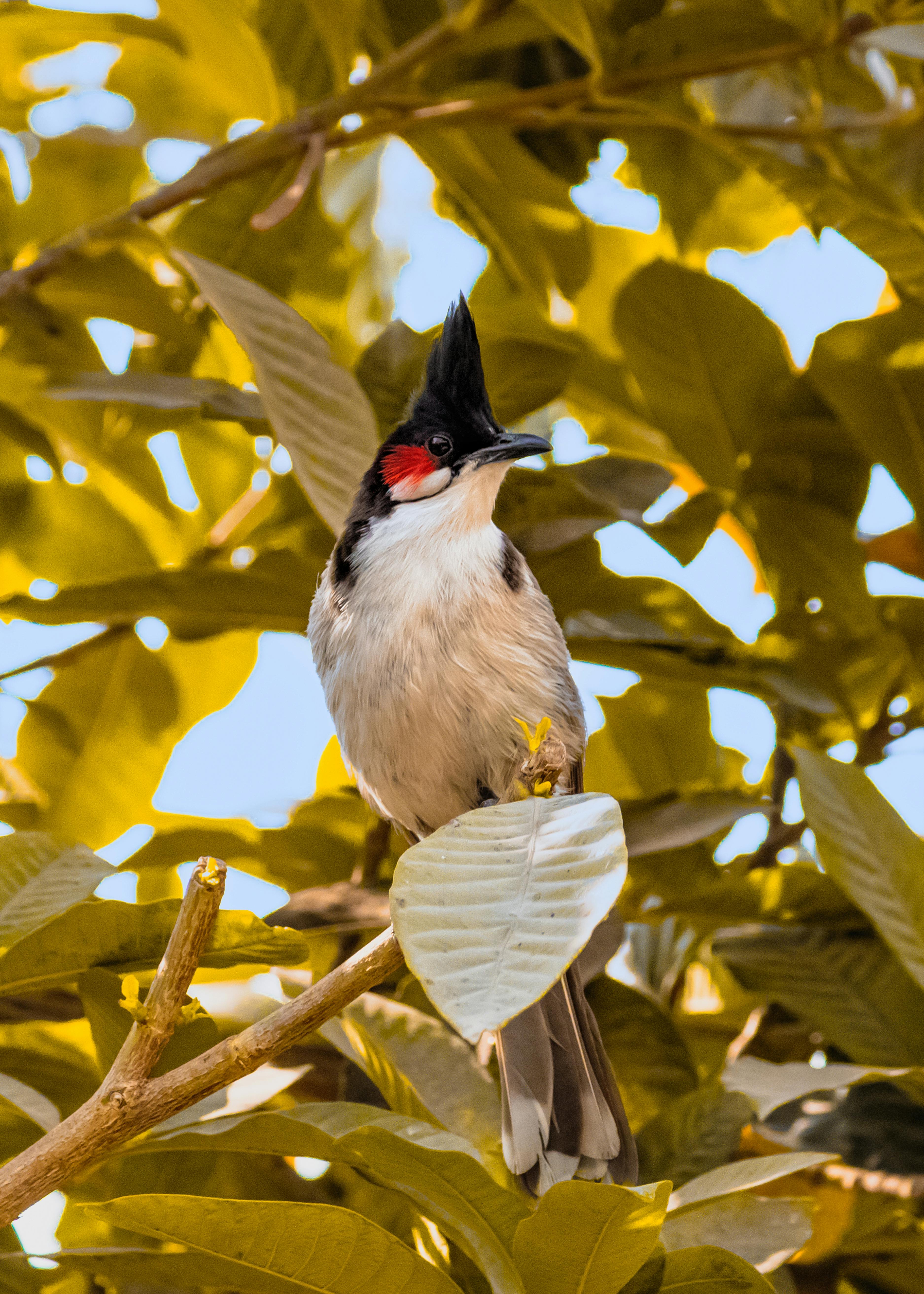 Bulbul Wallpapers - Top Free Bulbul Backgrounds - WallpaperAccess