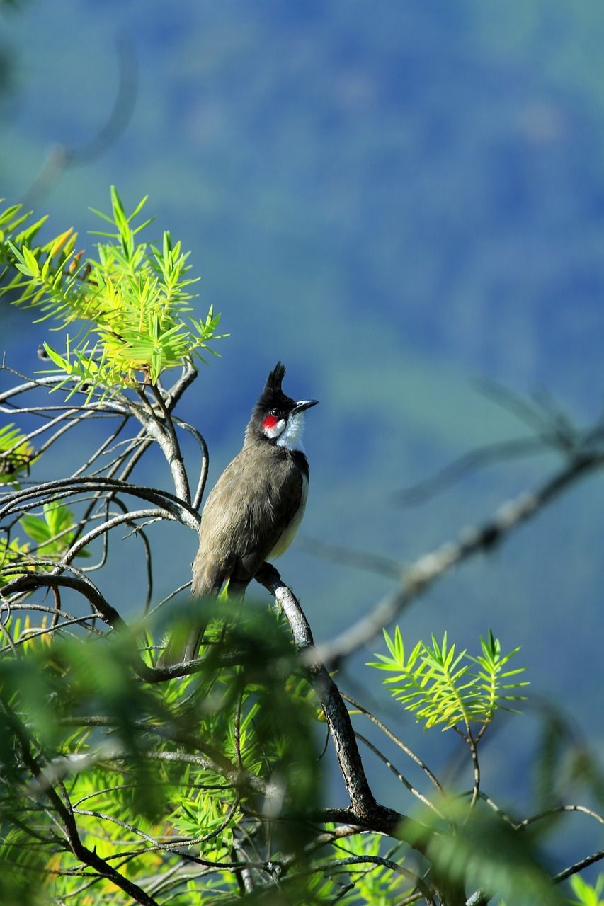 Bulbul Wallpapers - Top Free Bulbul Backgrounds - WallpaperAccess