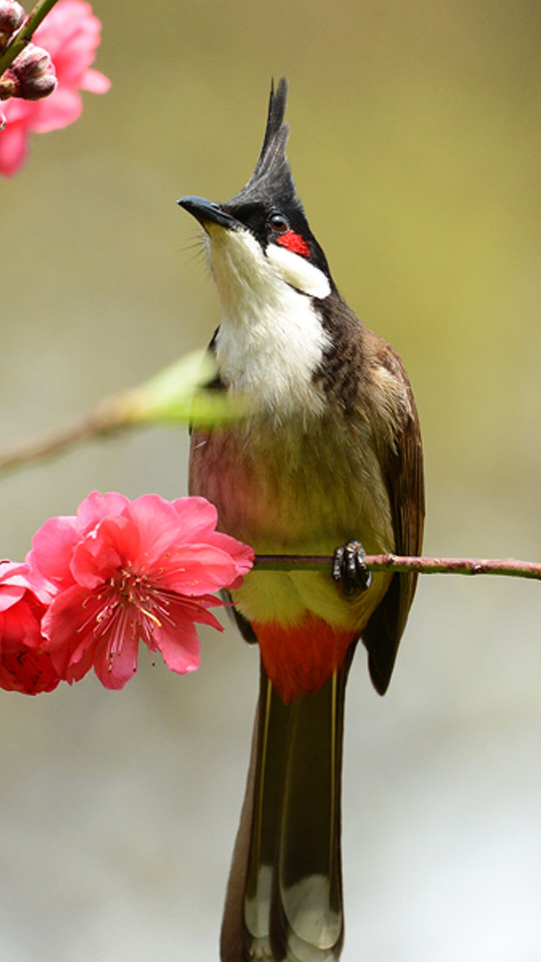 Bulbul Wallpapers - Top Free Bulbul Backgrounds - WallpaperAccess