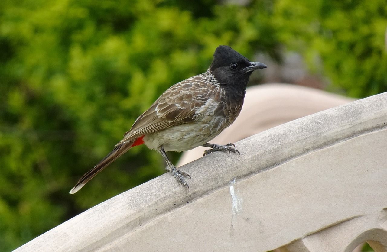 Bulbul Wallpapers - Top Free Bulbul Backgrounds - WallpaperAccess