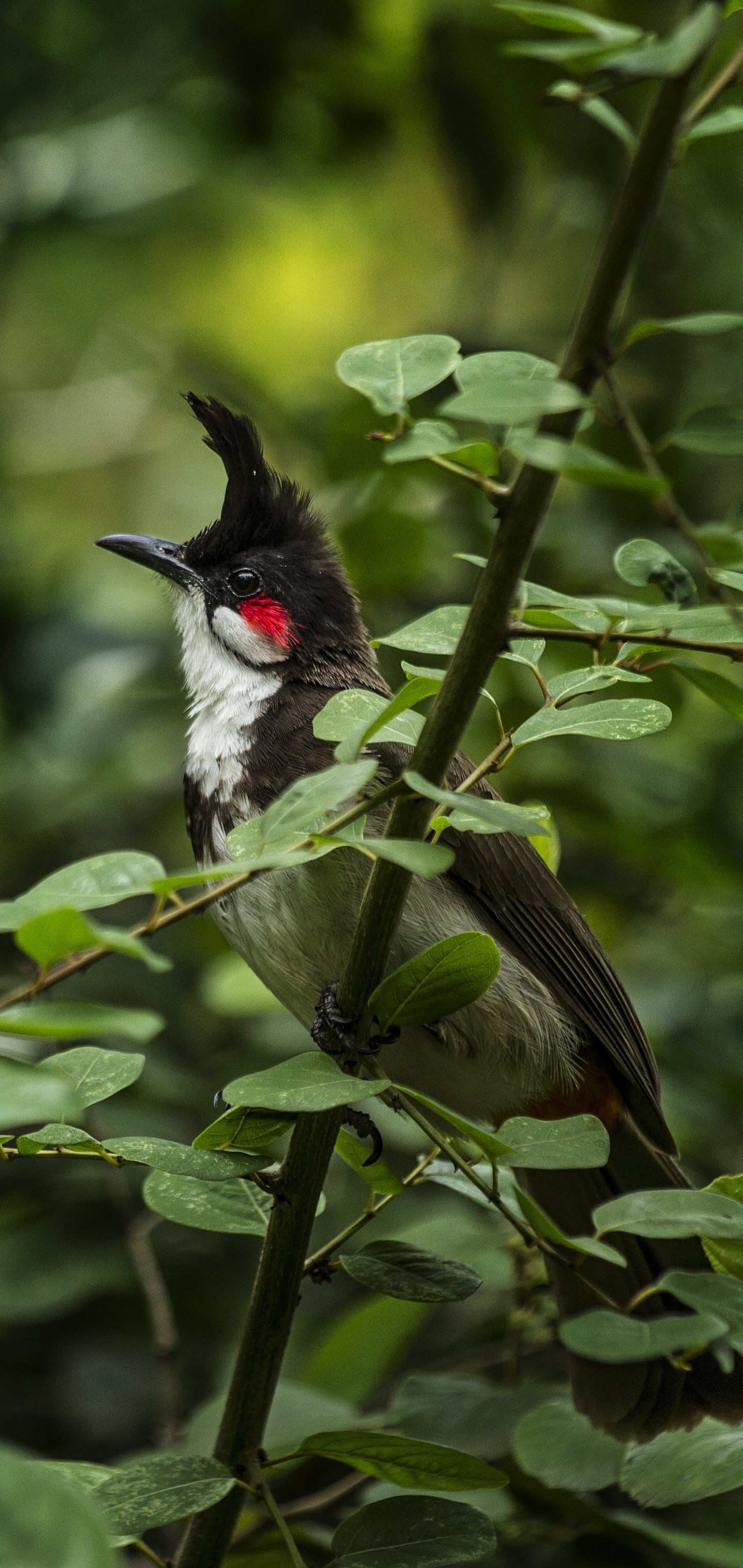 Bulbul Wallpapers - Top Free Bulbul Backgrounds - WallpaperAccess
