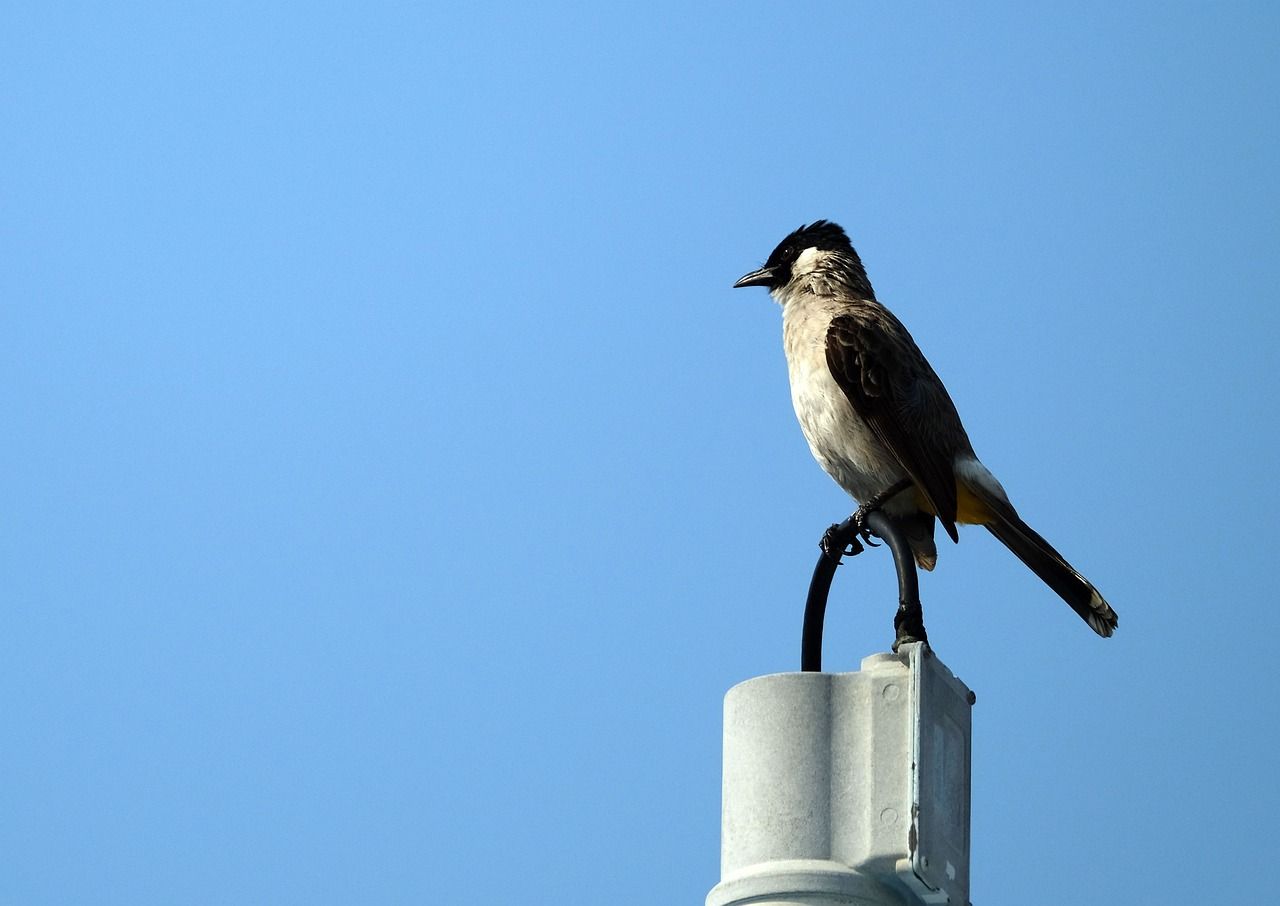 Bulbul Wallpapers - Top Free Bulbul Backgrounds - WallpaperAccess