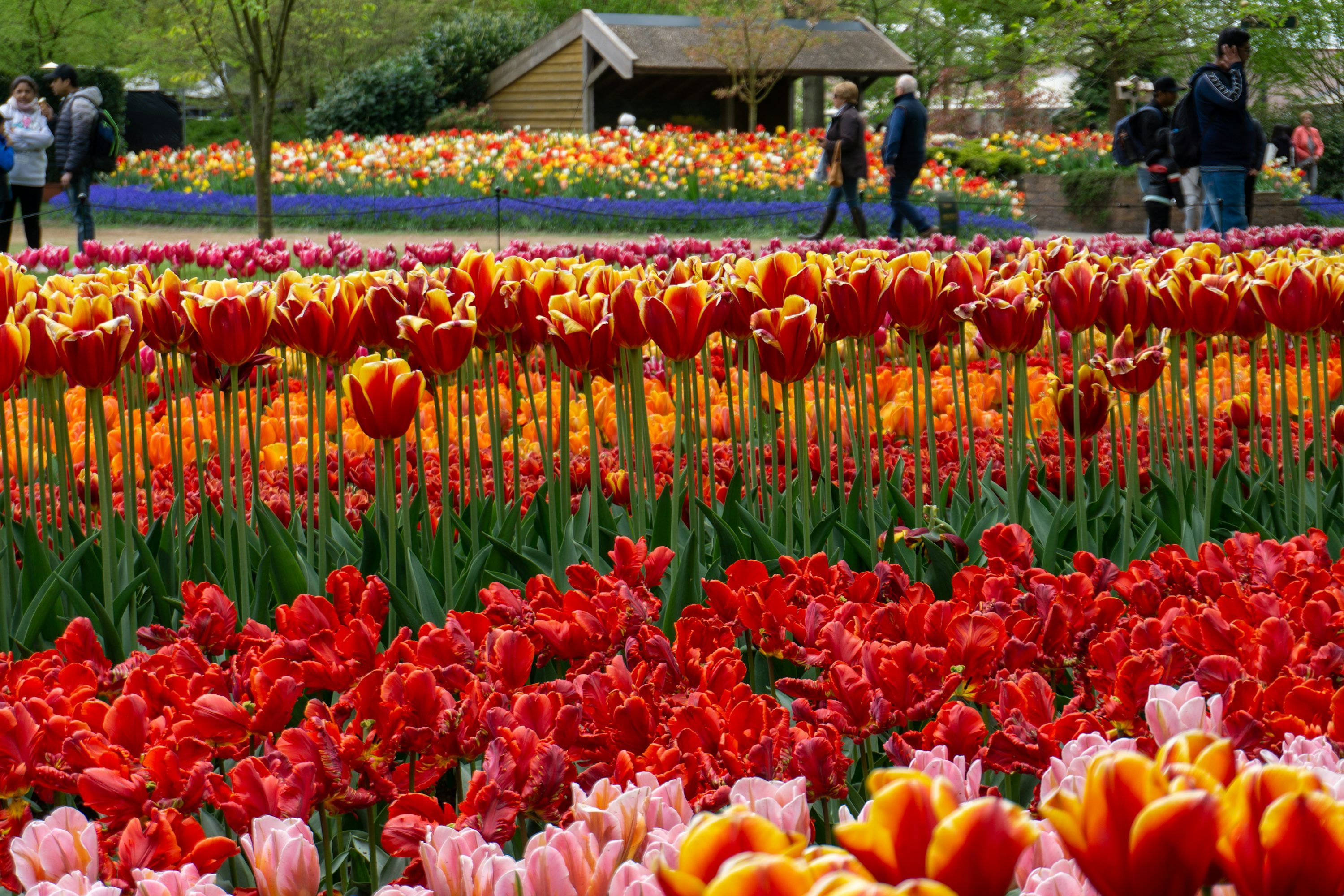 Amsterdam Tulips Wallpapers - Top Free Amsterdam Tulips Backgrounds ...