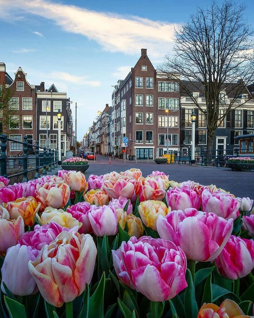 Amsterdam Tulips Wallpapers - Top Free Amsterdam Tulips Backgrounds - WallpaperAccess