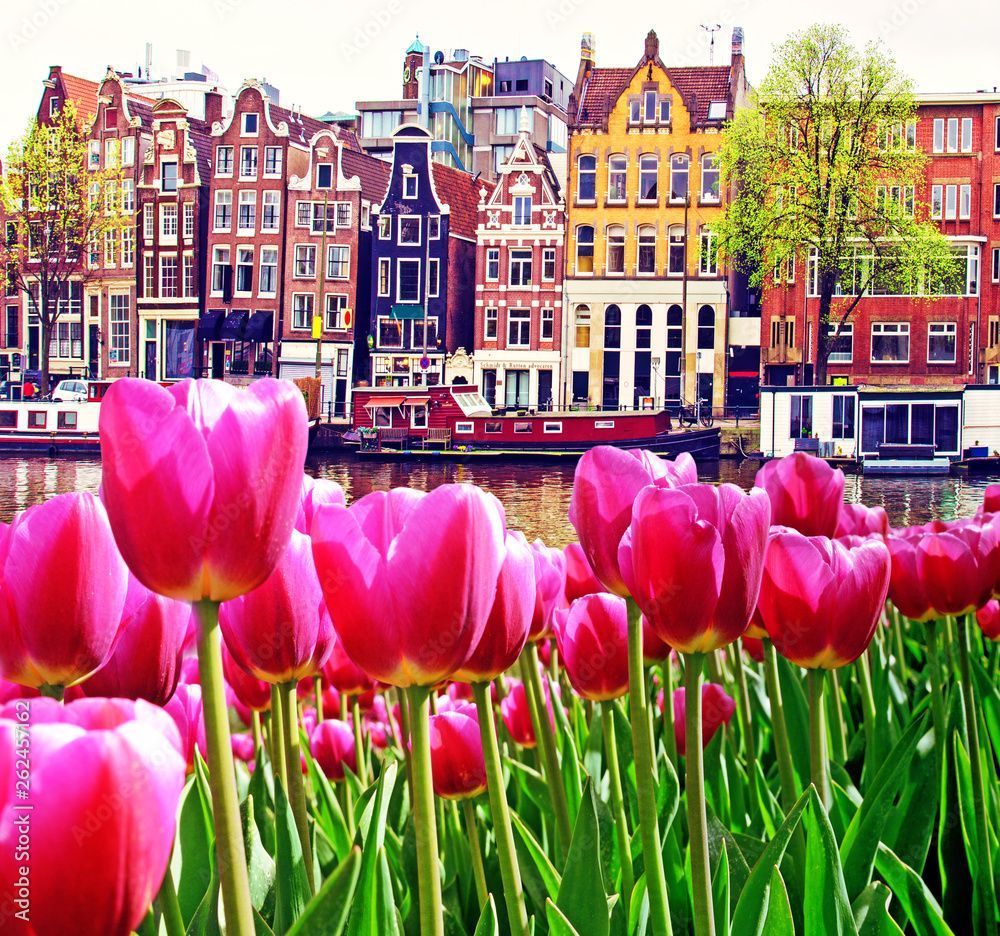 Amsterdam Tulips Wallpapers - Top Free Amsterdam Tulips Backgrounds ...