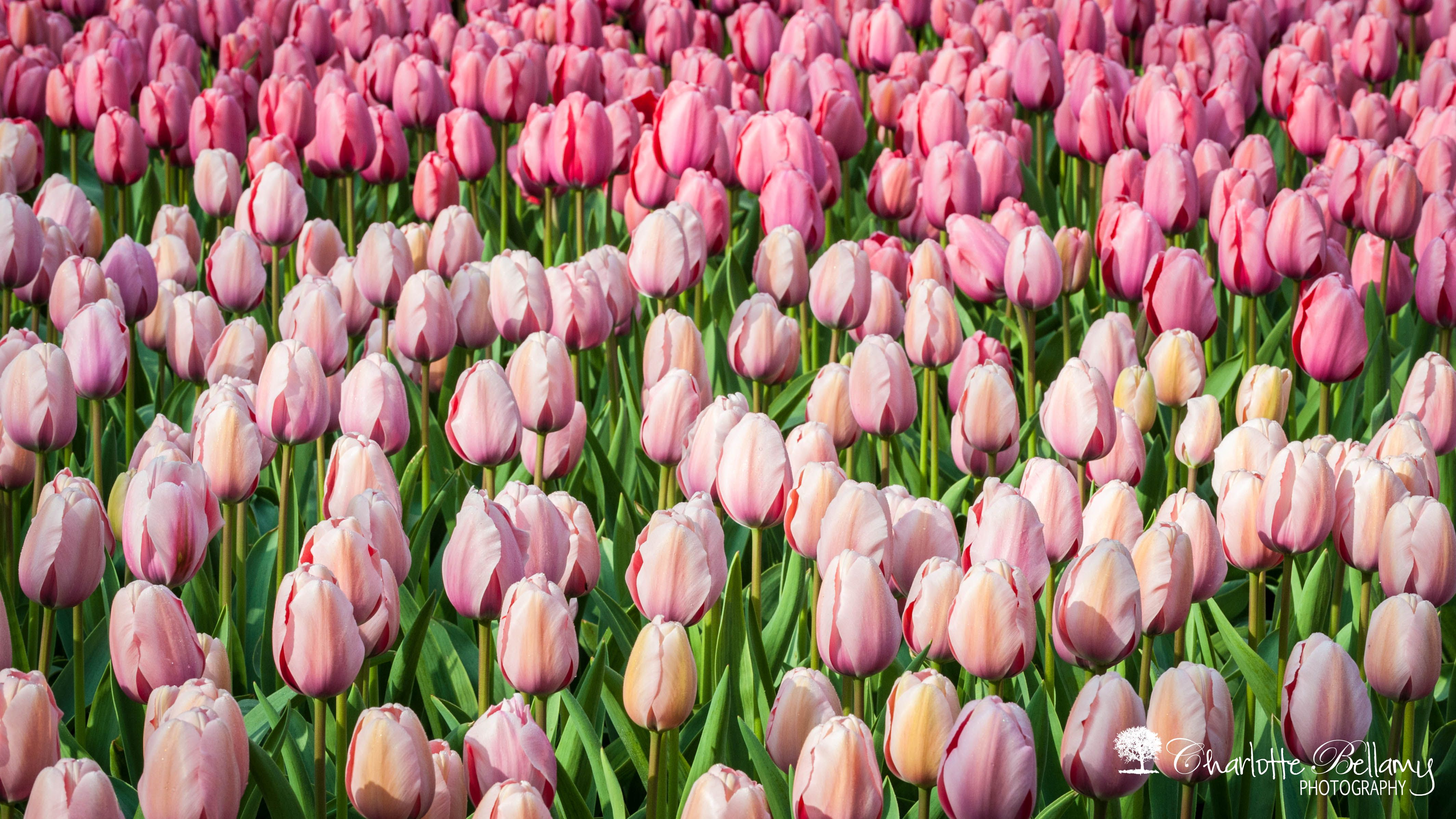 Amsterdam Tulips Wallpapers - Top Free Amsterdam Tulips Backgrounds ...