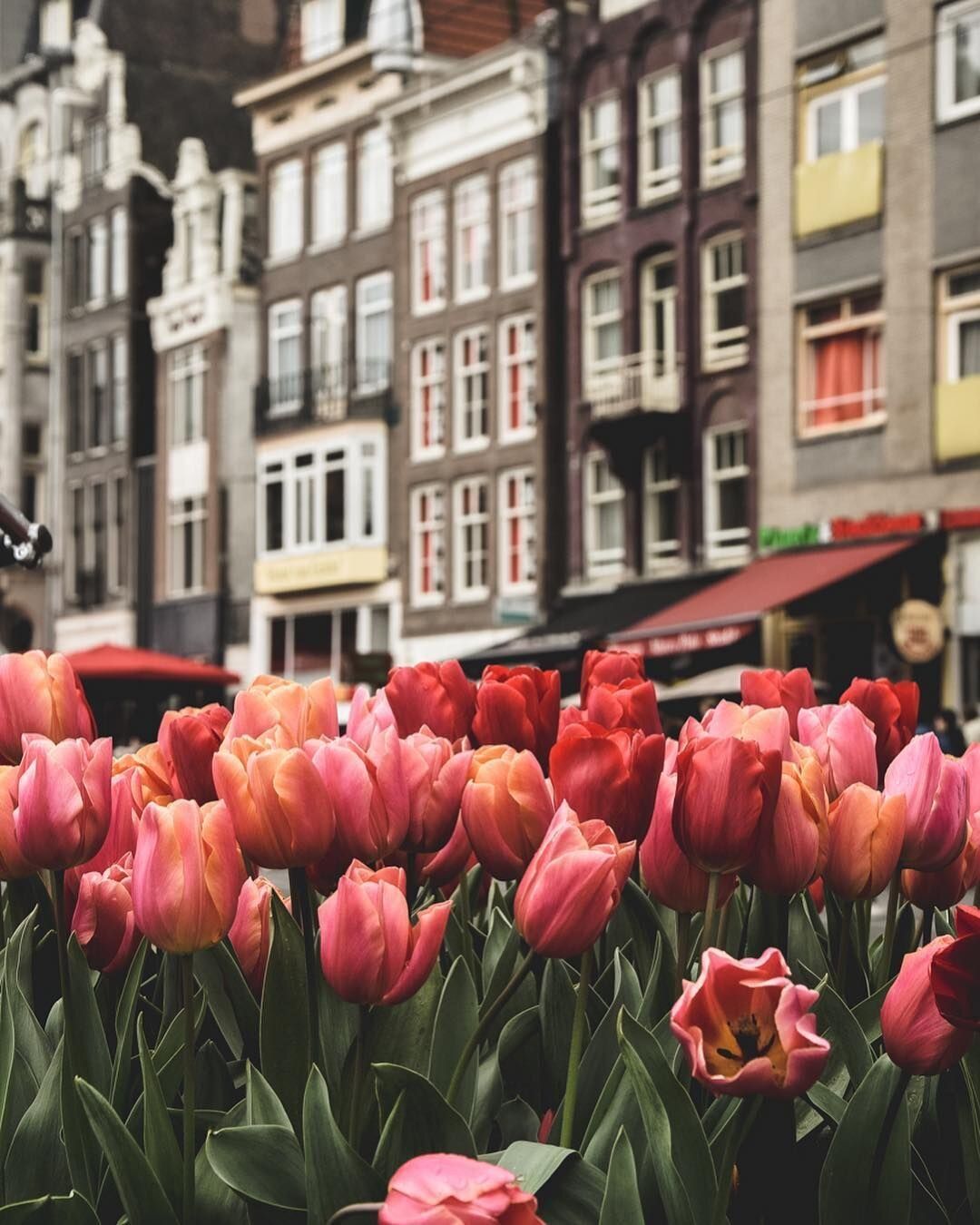 Amsterdam Tulips Wallpapers - Top Free Amsterdam Tulips Backgrounds ...