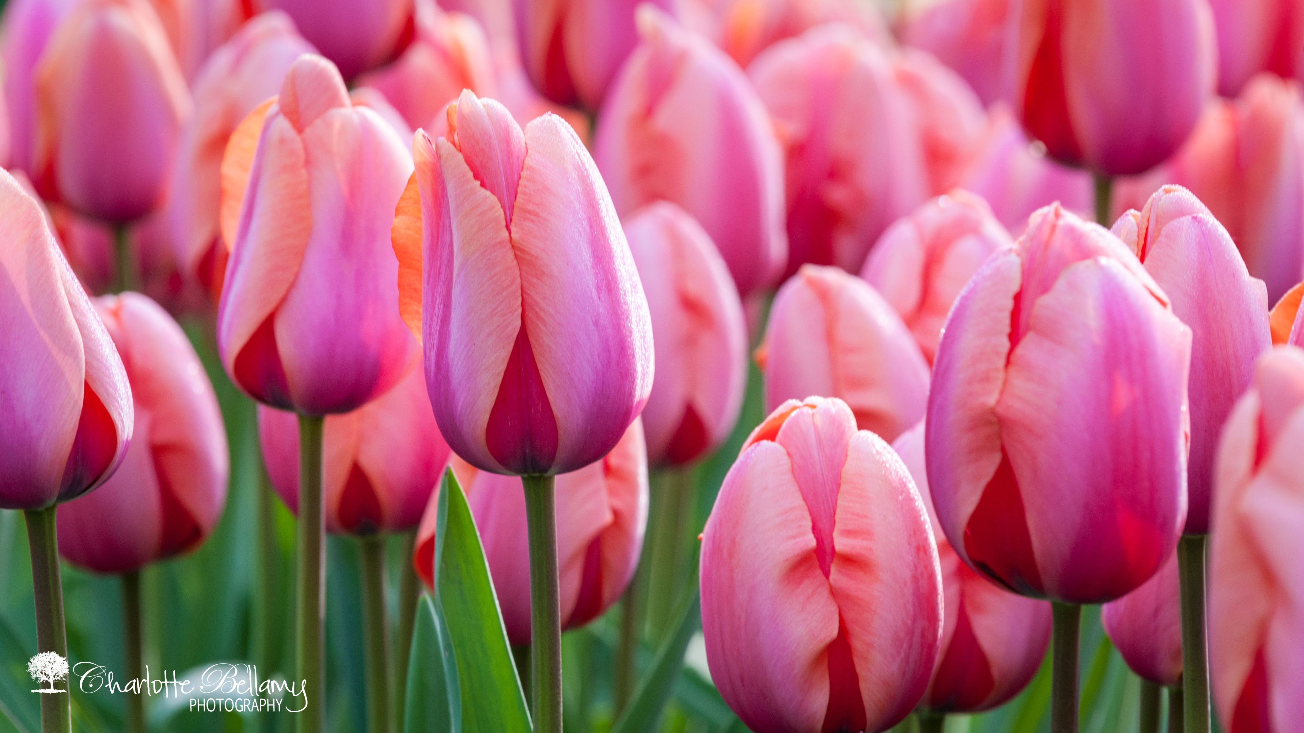 Amsterdam Tulips Wallpapers - Top Free Amsterdam Tulips Backgrounds ...