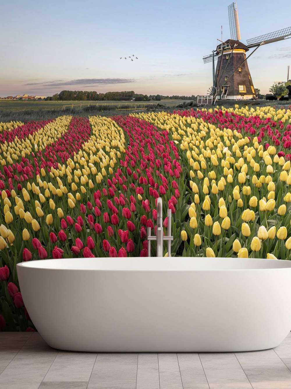 Amsterdam Tulips Wallpapers - Top Free Amsterdam Tulips Backgrounds ...