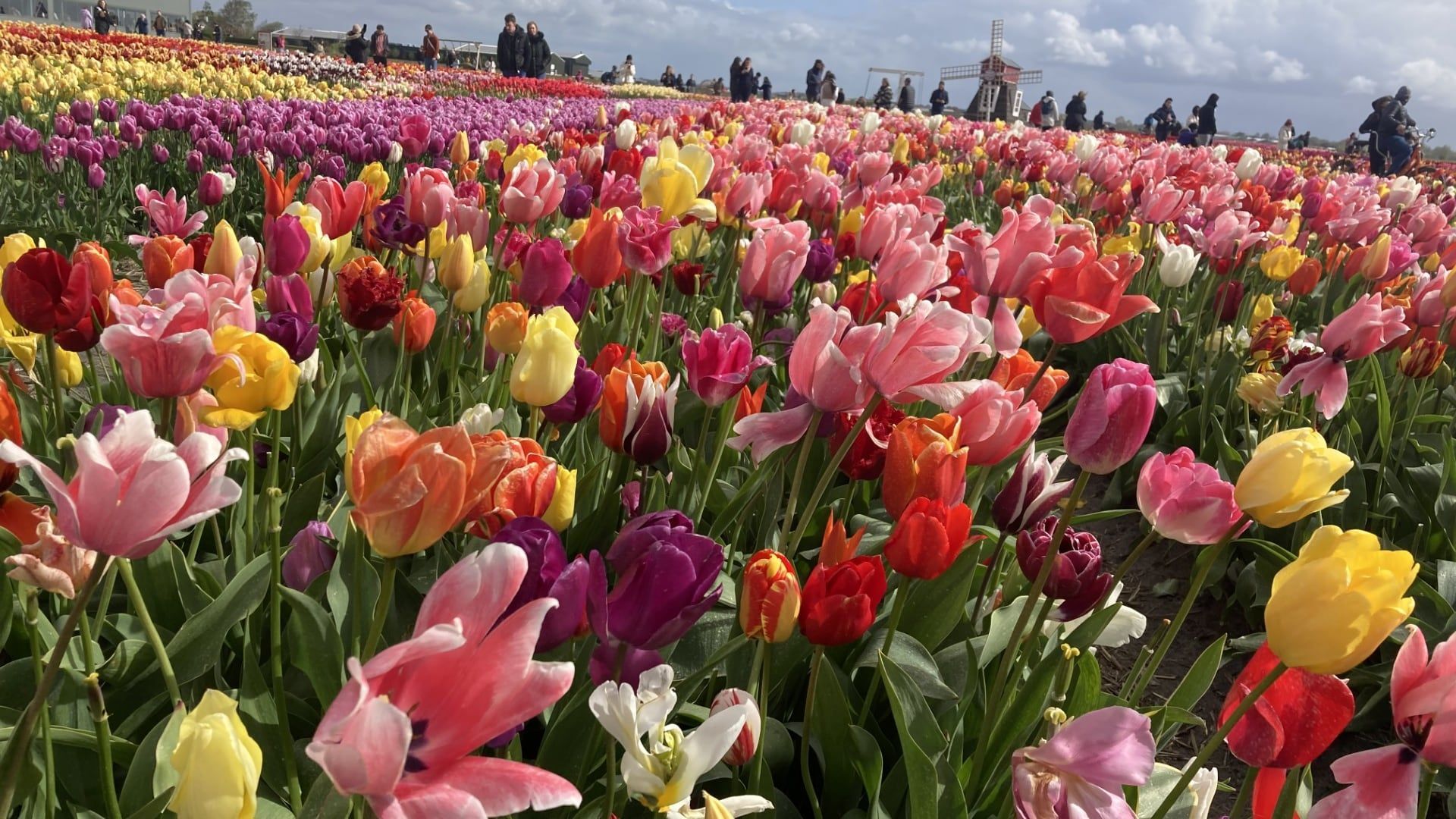 Amsterdam Tulips Wallpapers - Top Free Amsterdam Tulips Backgrounds ...