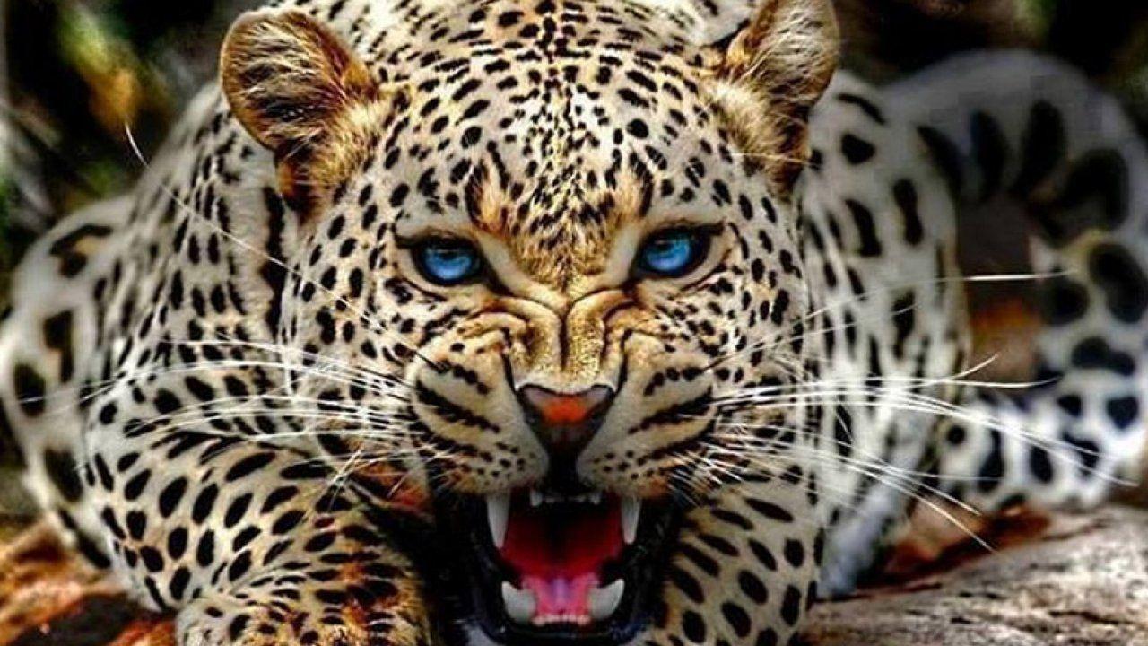 HD Animal Wallpapers - Top Free HD Animal Backgrounds - WallpaperAccess