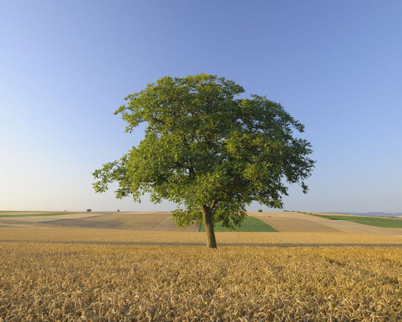 Walnut Tree Wallpapers - Top Free Walnut Tree Backgrounds - WallpaperAccess