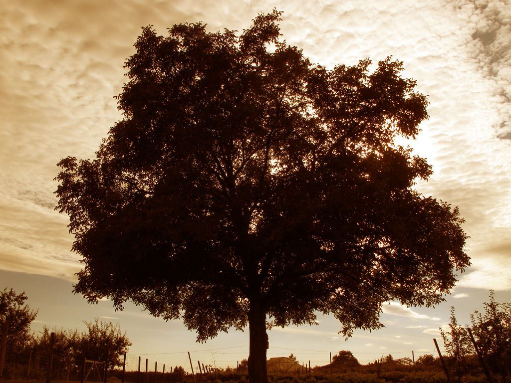 Walnut Tree Wallpapers - Top Free Walnut Tree Backgrounds - WallpaperAccess