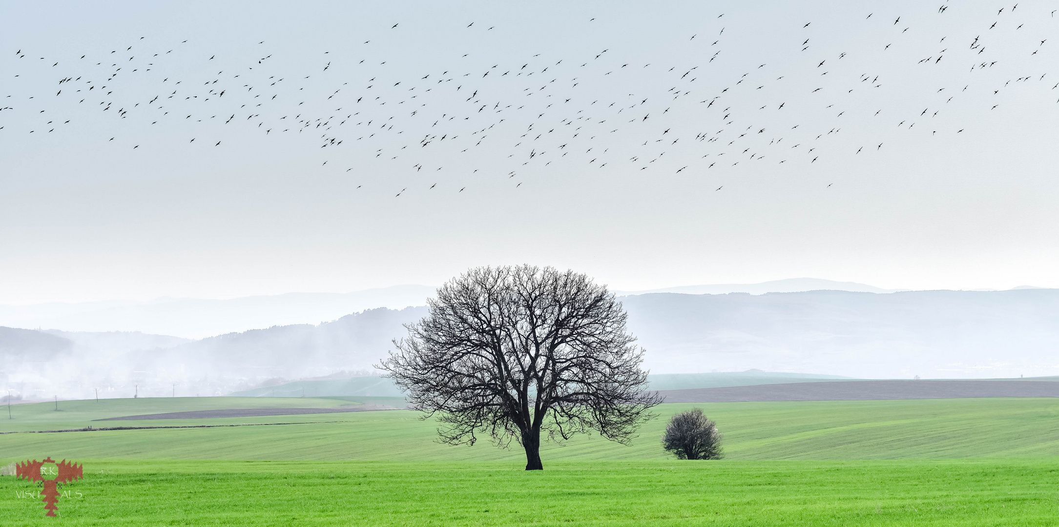 Walnut Tree Wallpapers - Top Free Walnut Tree Backgrounds - WallpaperAccess