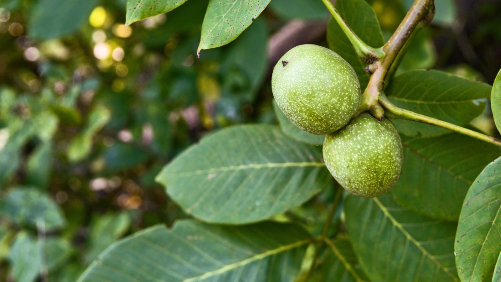 Walnut Tree Wallpapers - Top Free Walnut Tree Backgrounds - WallpaperAccess