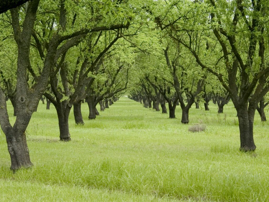 Walnut Tree Wallpapers - Top Free Walnut Tree Backgrounds - WallpaperAccess