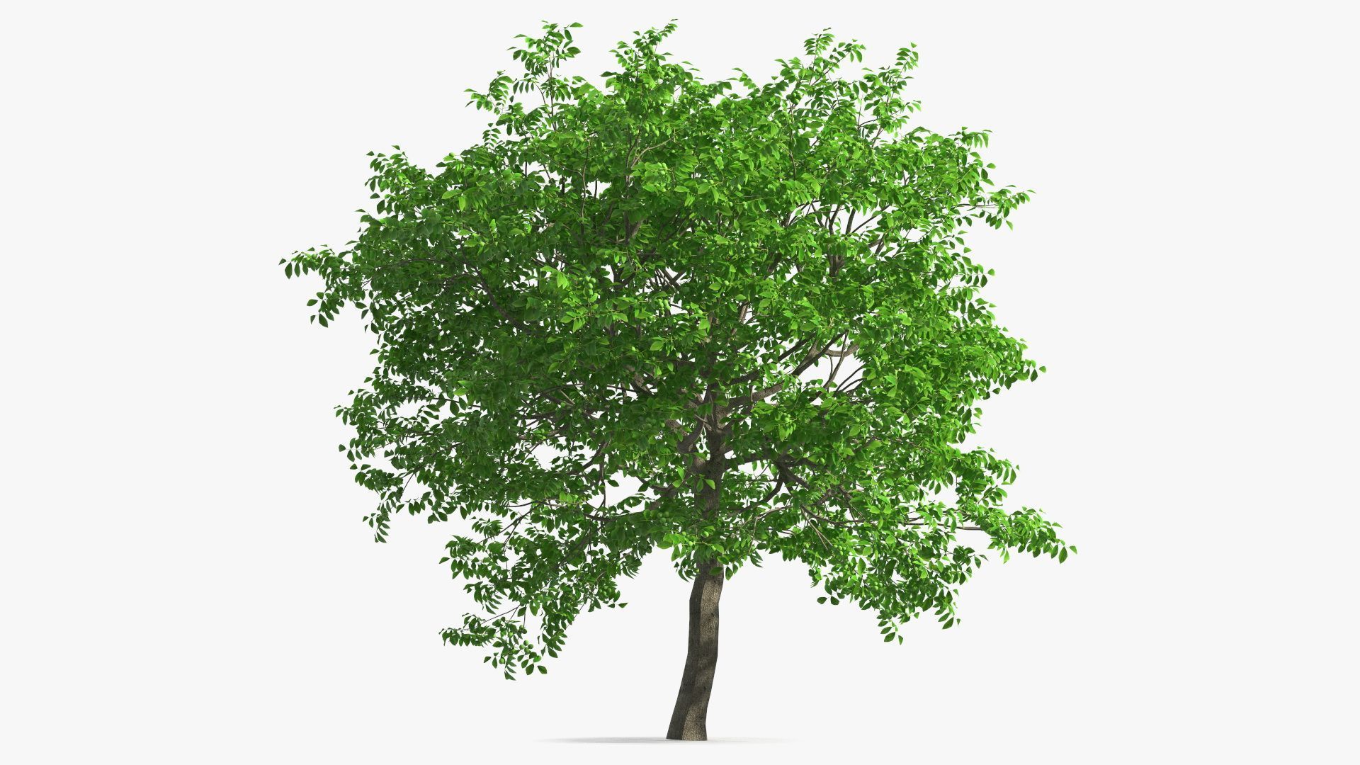 Walnut Tree Wallpapers - Top Free Walnut Tree Backgrounds - WallpaperAccess