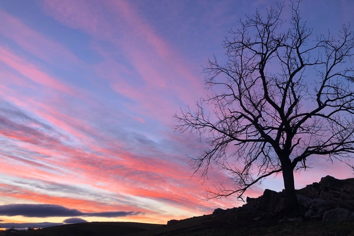 Walnut Tree Wallpapers - Top Free Walnut Tree Backgrounds - WallpaperAccess