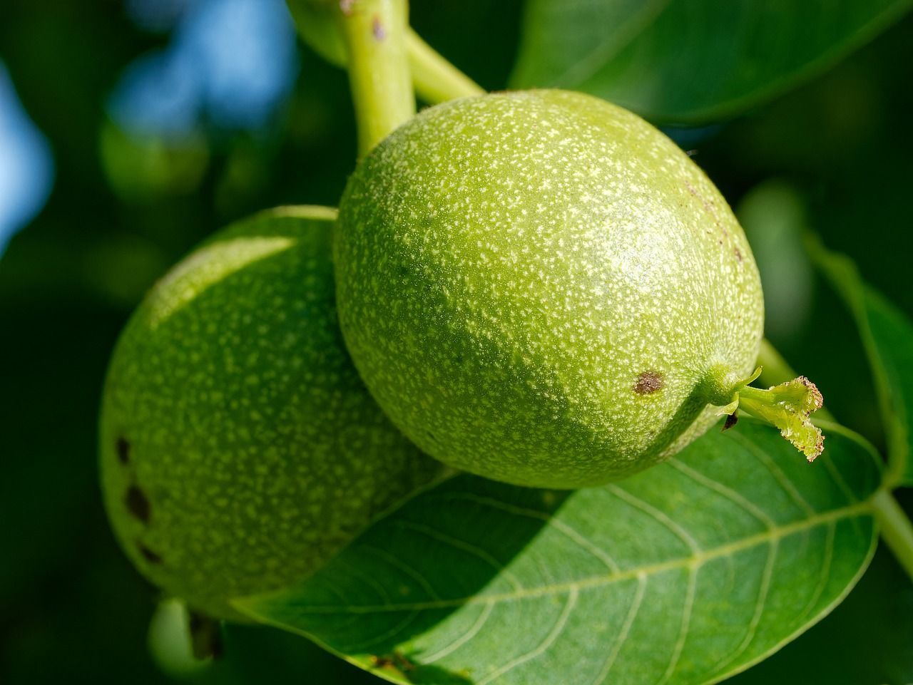 Walnut Tree Wallpapers - Top Free Walnut Tree Backgrounds - WallpaperAccess